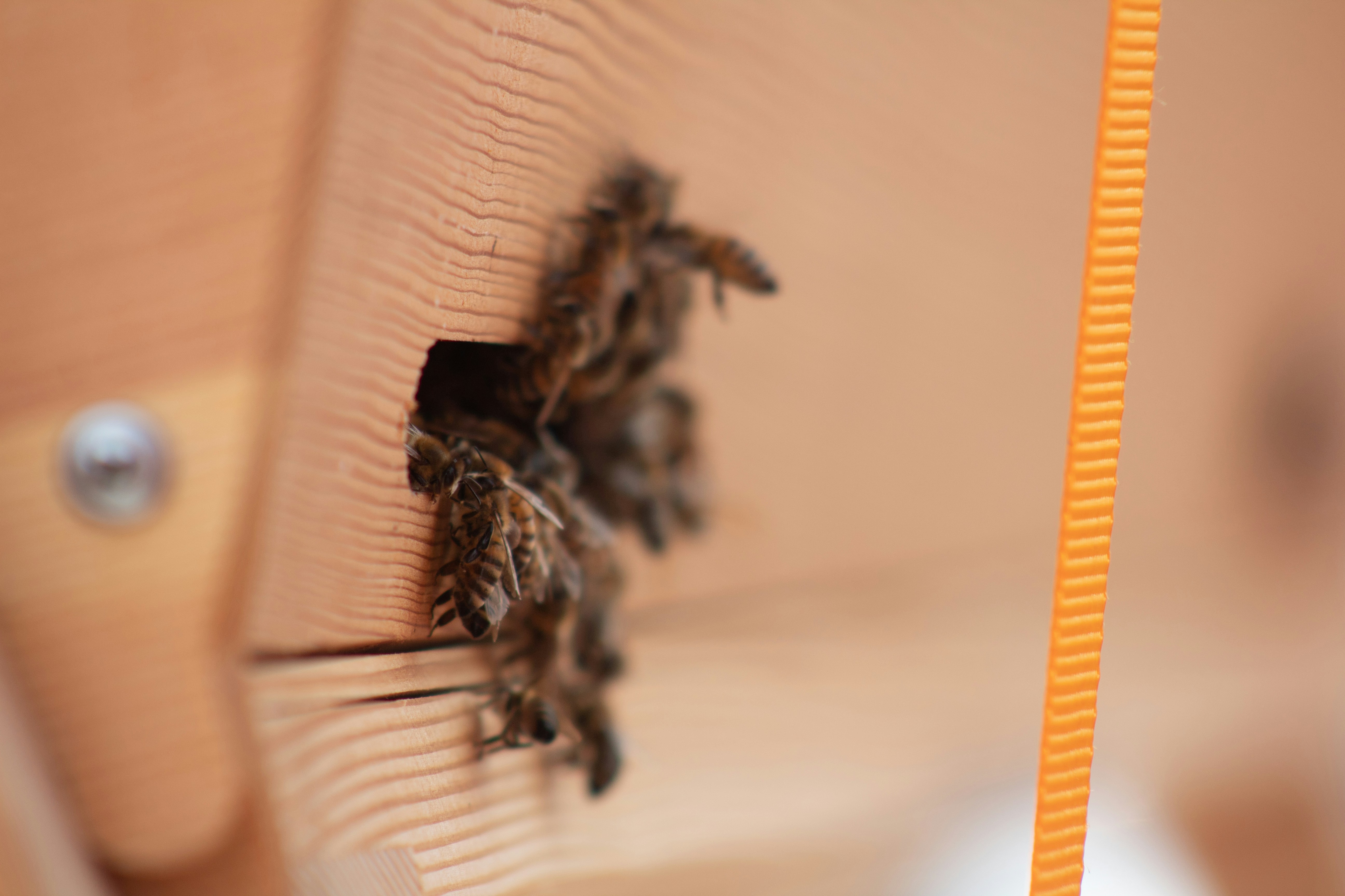 Honeycomb Intruders: Bees Nesting in a Cedar Panel