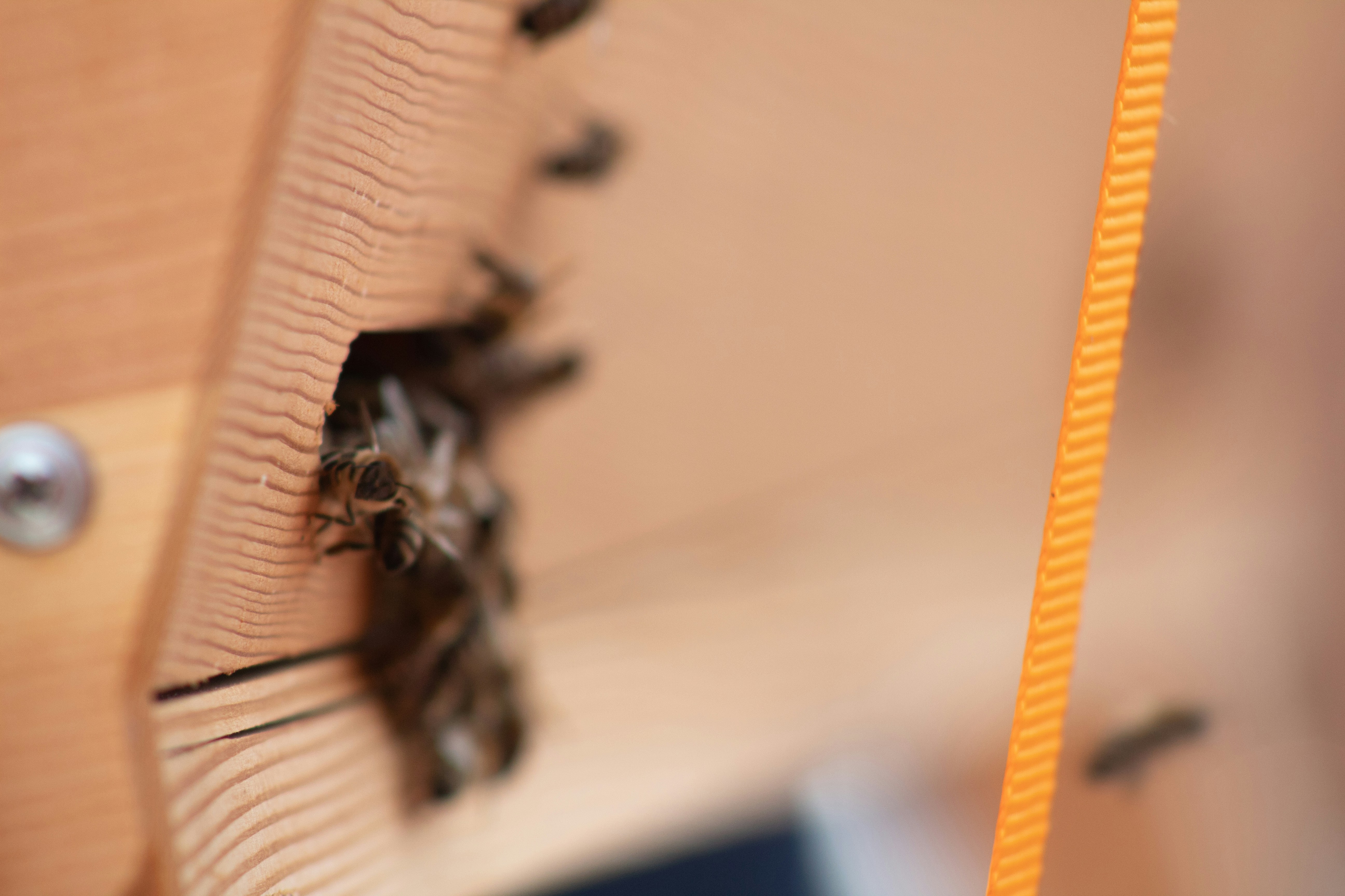 Bees emerging from a wooden hive, showcasing their industrious nature and the intricate design of their home. 