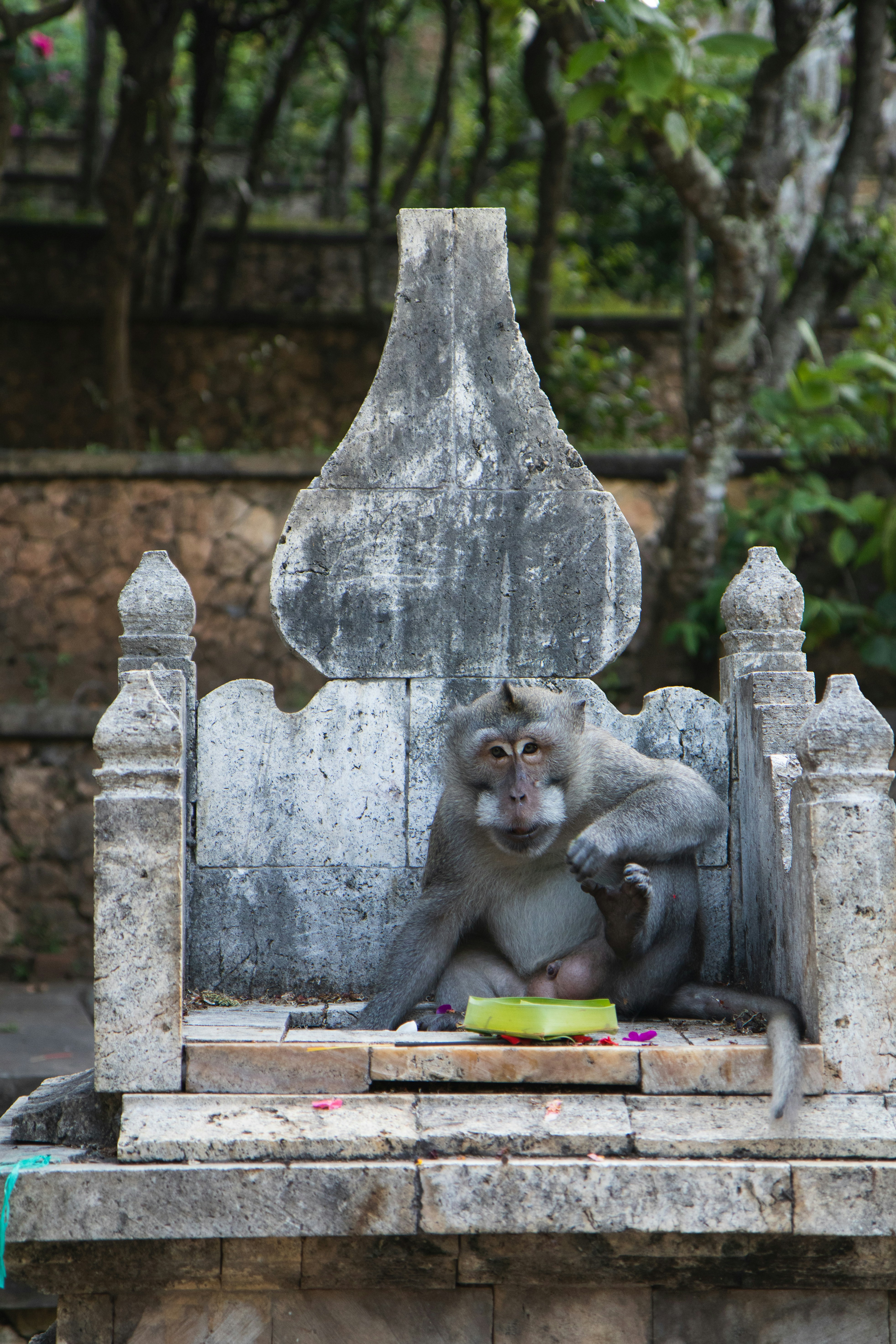 gray monkey sitting on gray concrete bench during daytime