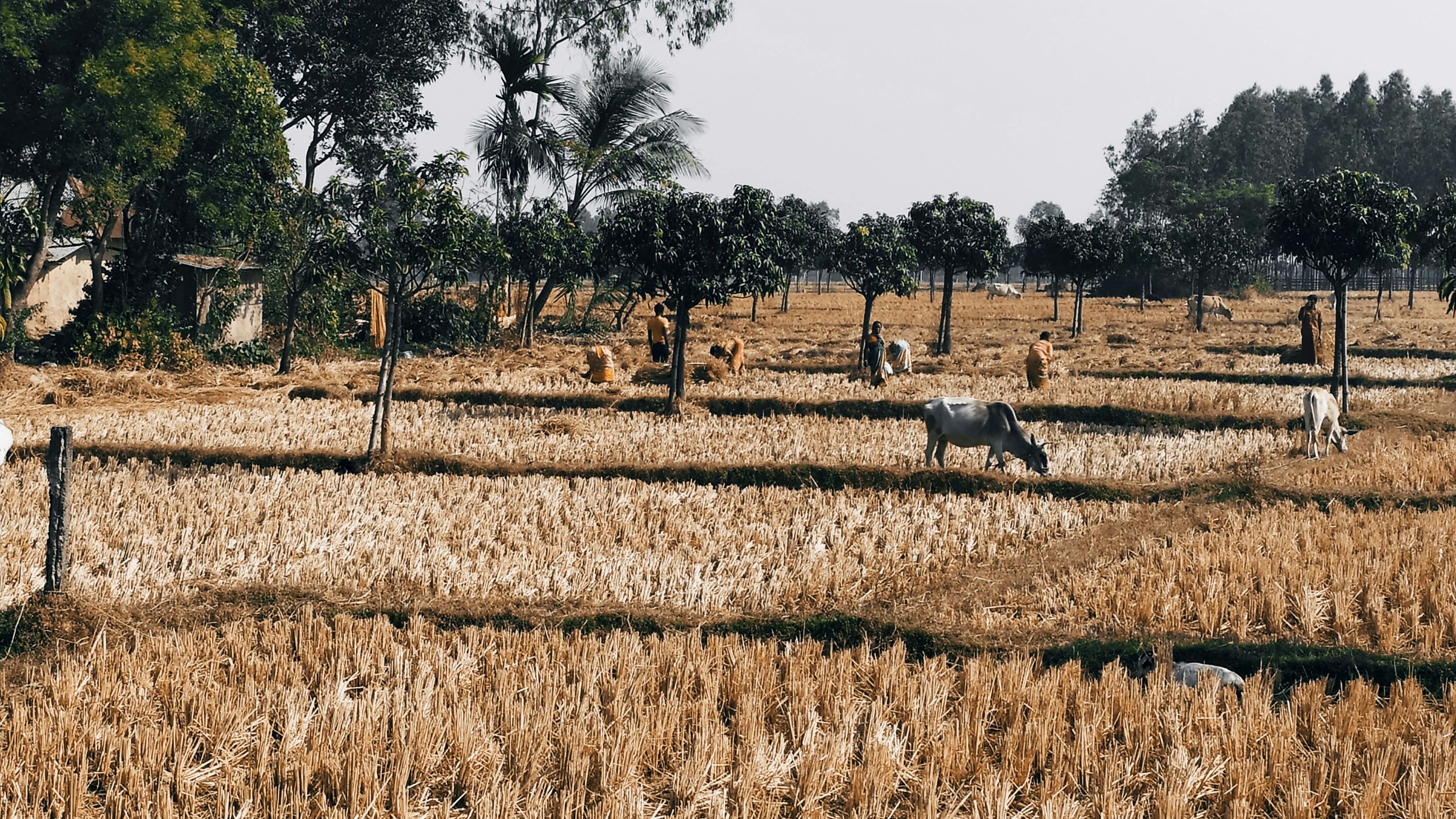 Cows graze peacefully in a golden field surrounded by trees, reflecting the calm of rural life after harvest.