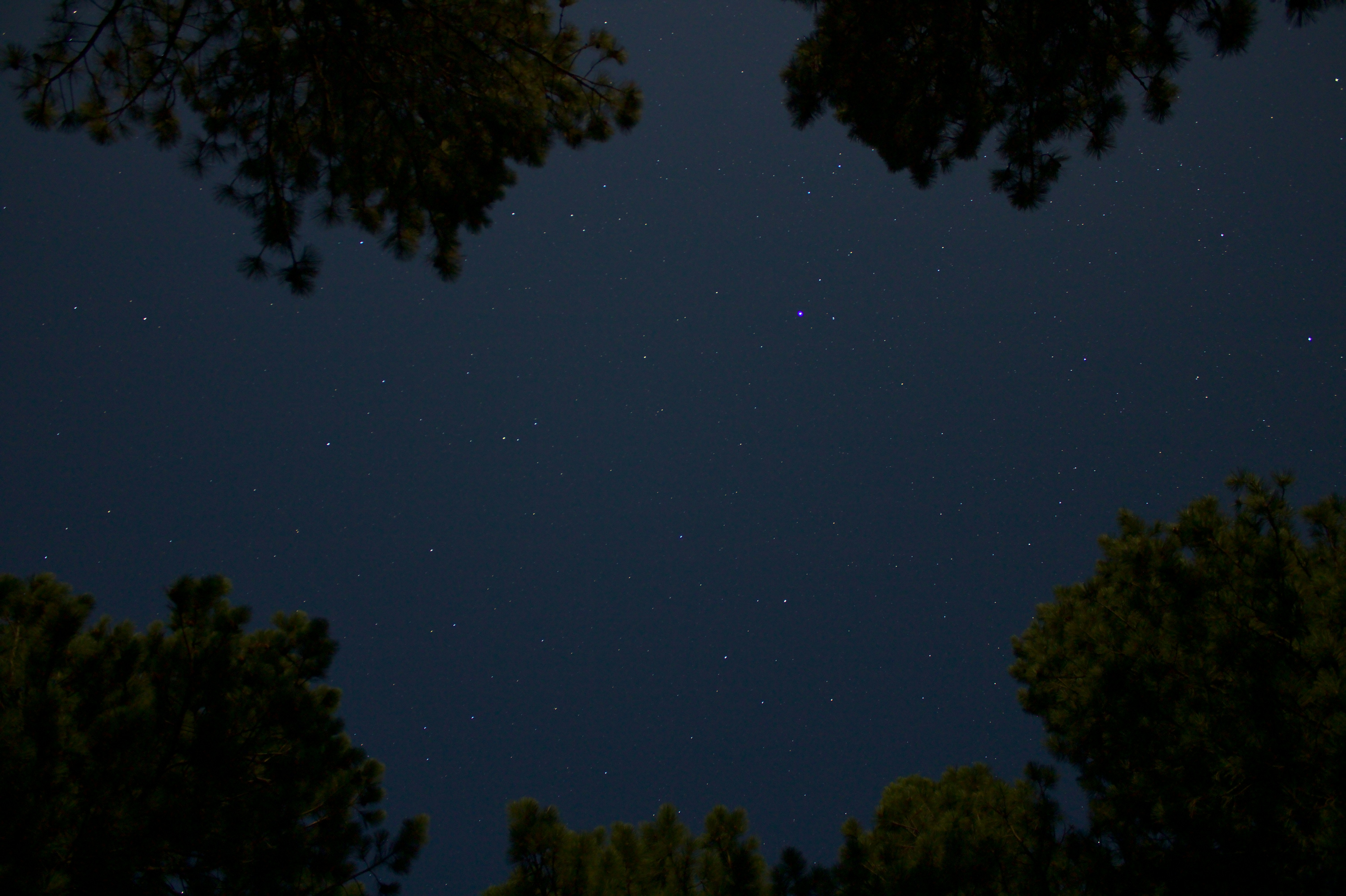 Constellations Between the Whispering Pines