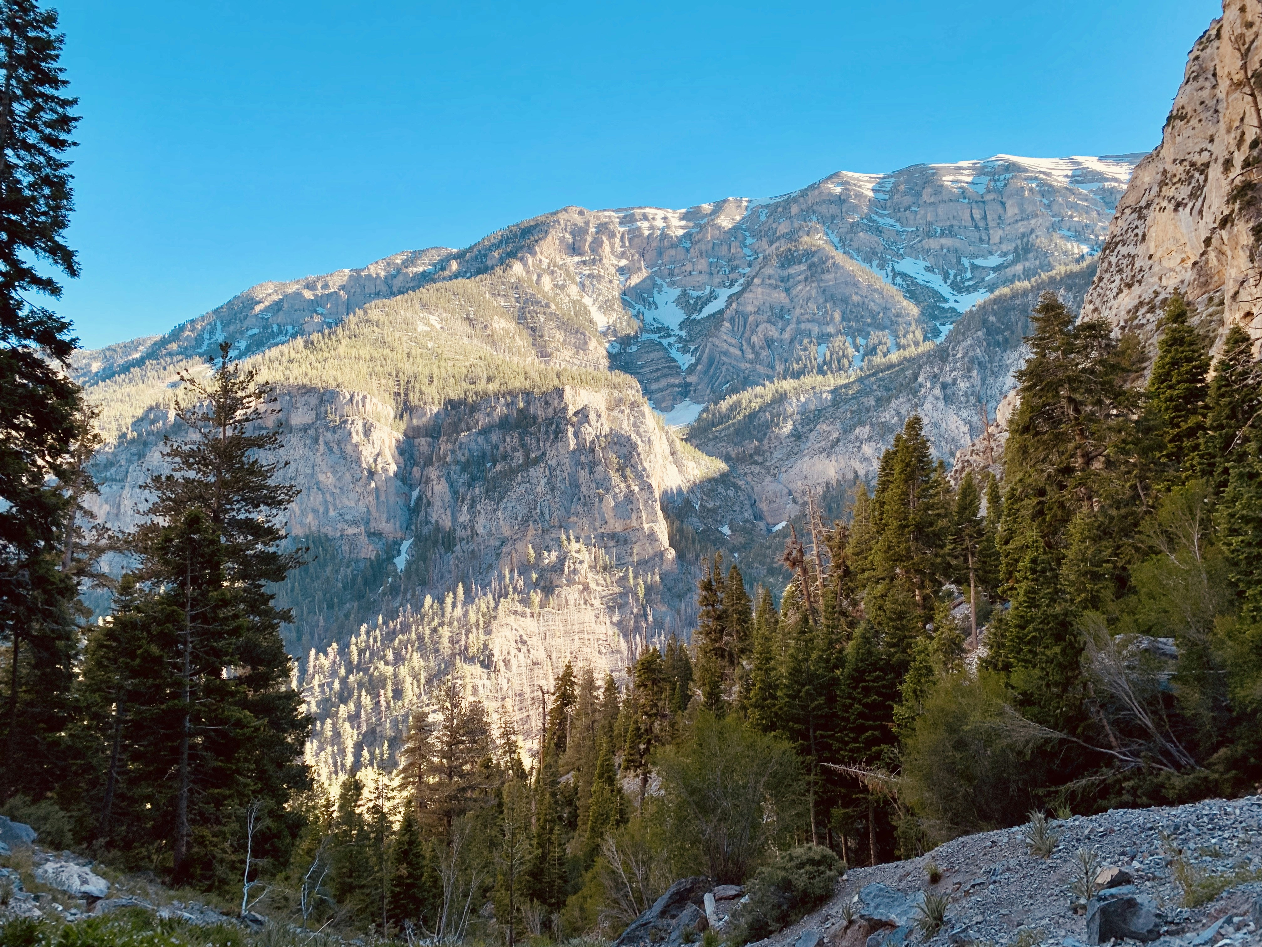 Mountain landscape with pine trees and snow-capped peaks under a clear blue sky.