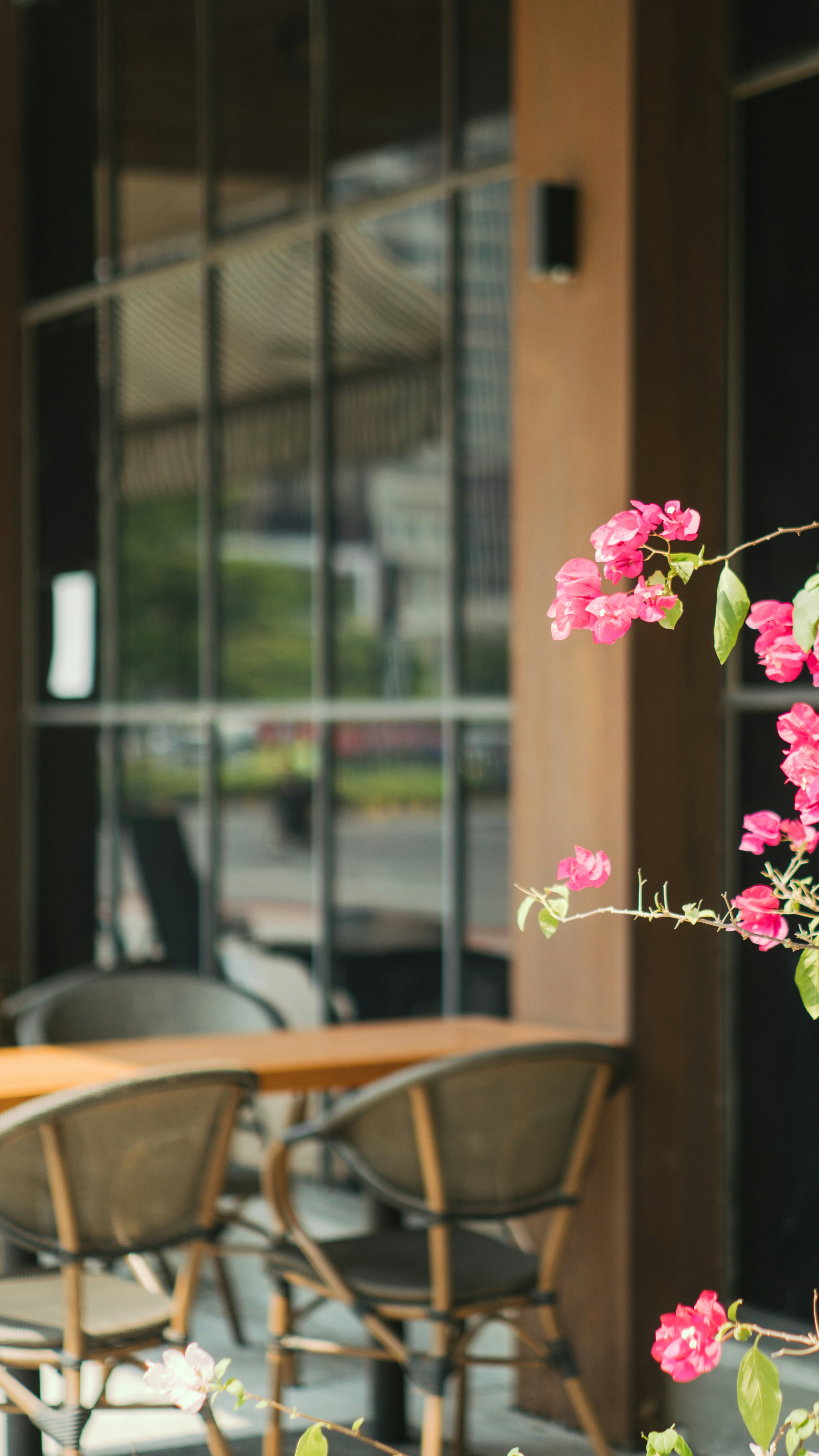 Pink Bougainvillea Framing a Quiet Café Terrace