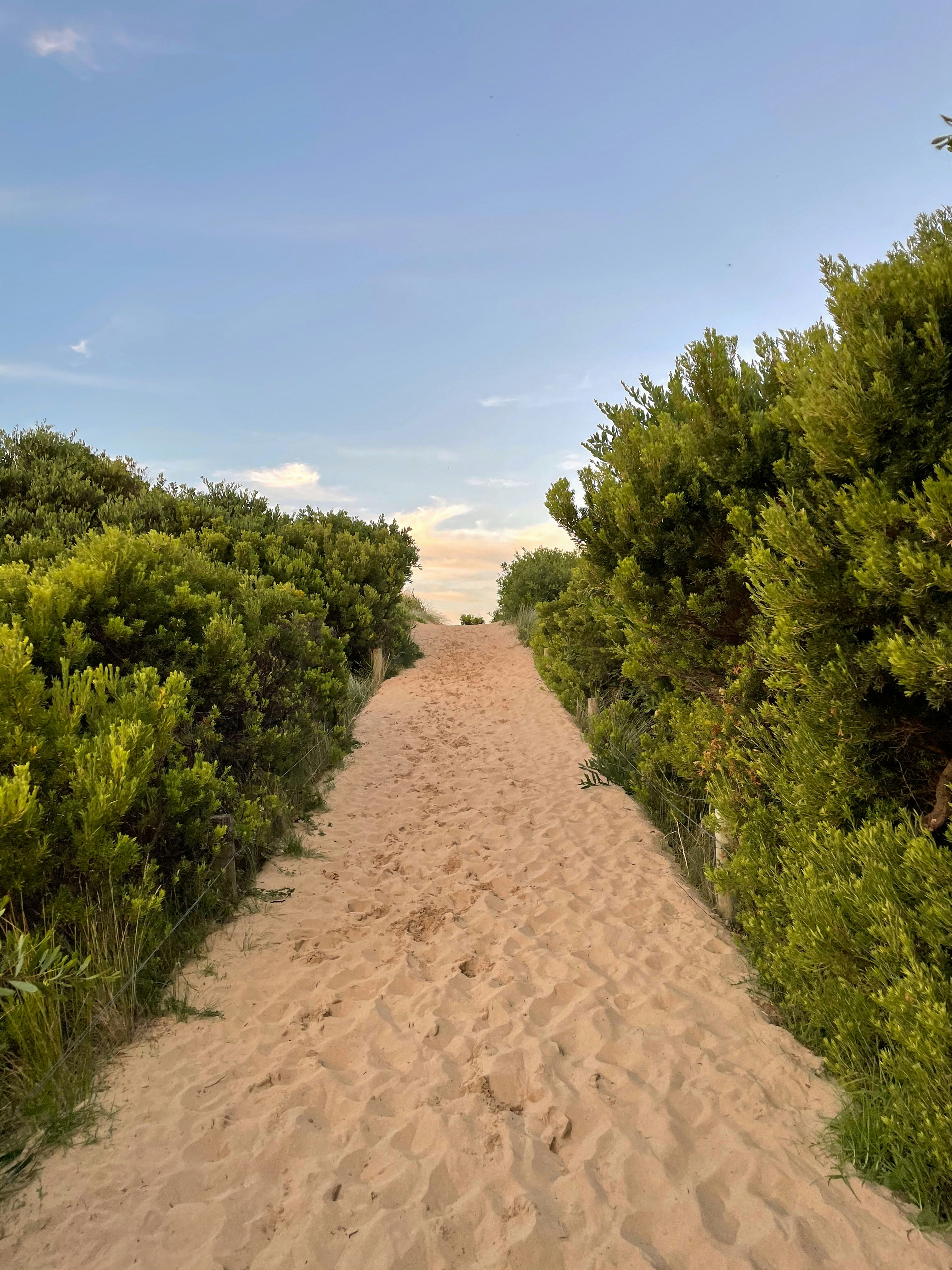 Dune Walkway: A Green Corridor Toward the Quiet Horizon