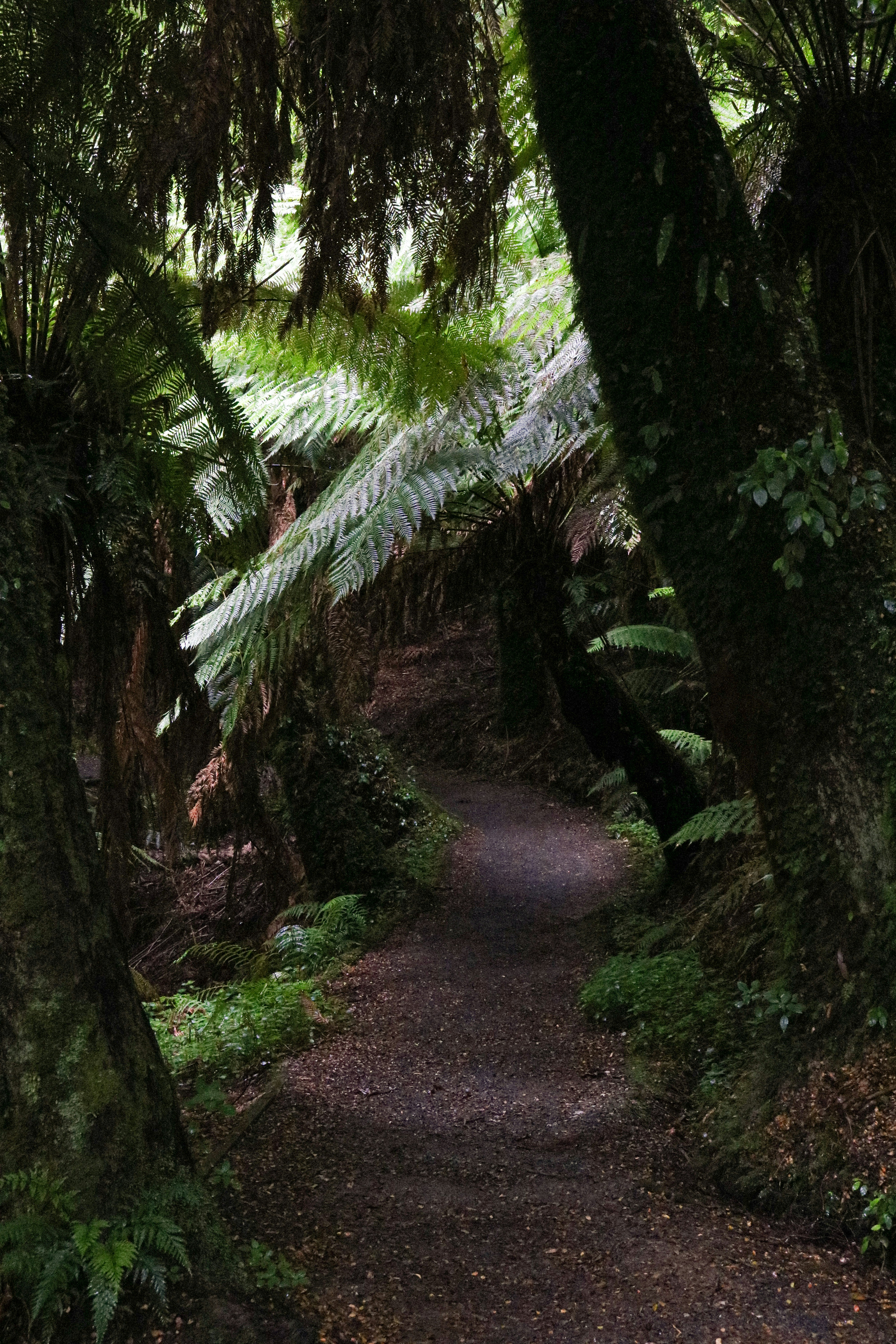 Lush ferns arch over a winding trail in a dense forest, inviting exploration. Sunlight filters through the leaves, enhancing the serene atmosphere.
