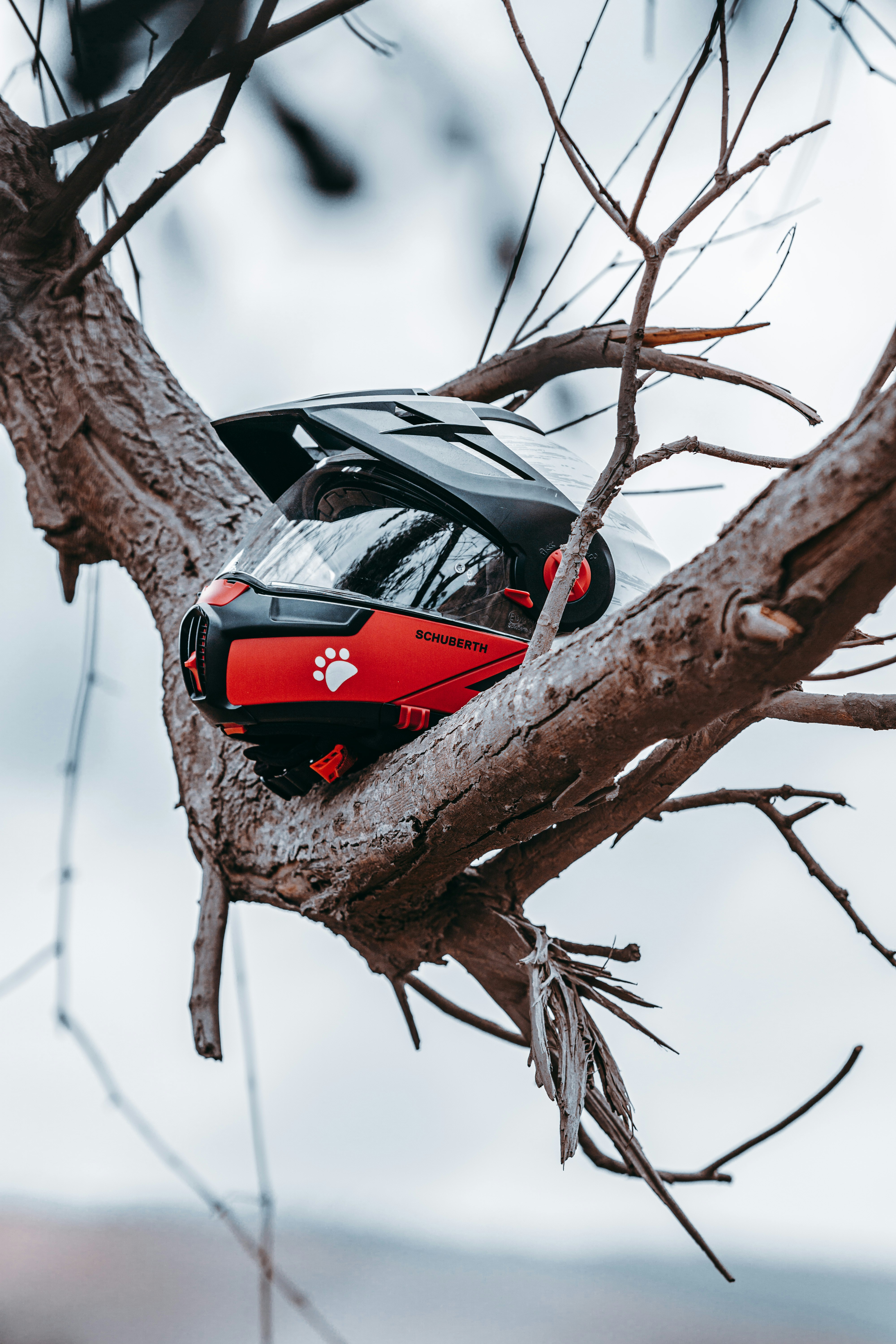 Red Groomed Capsule in a Winter Branches Frame
