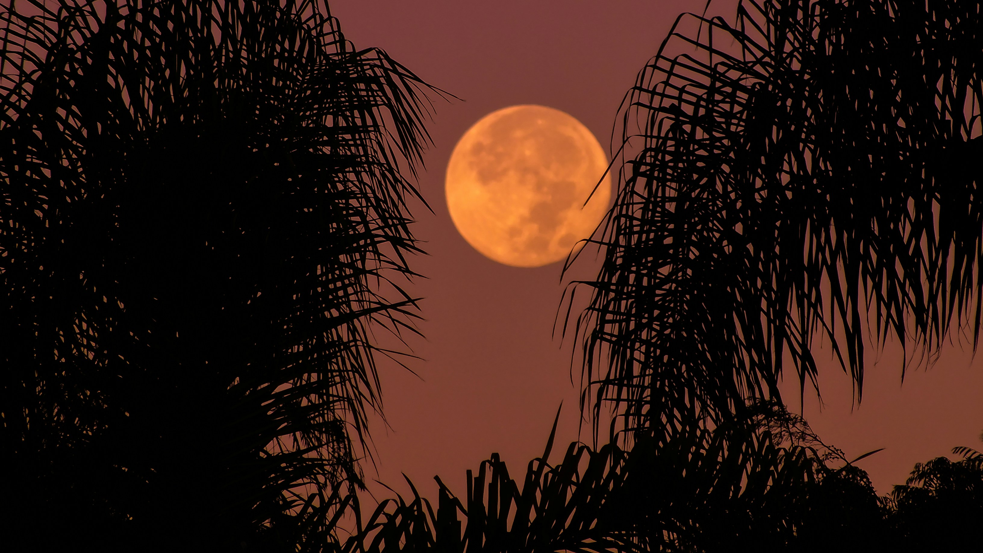 Full moon framed by silhouetted palm fronds against a warm-toned sky.