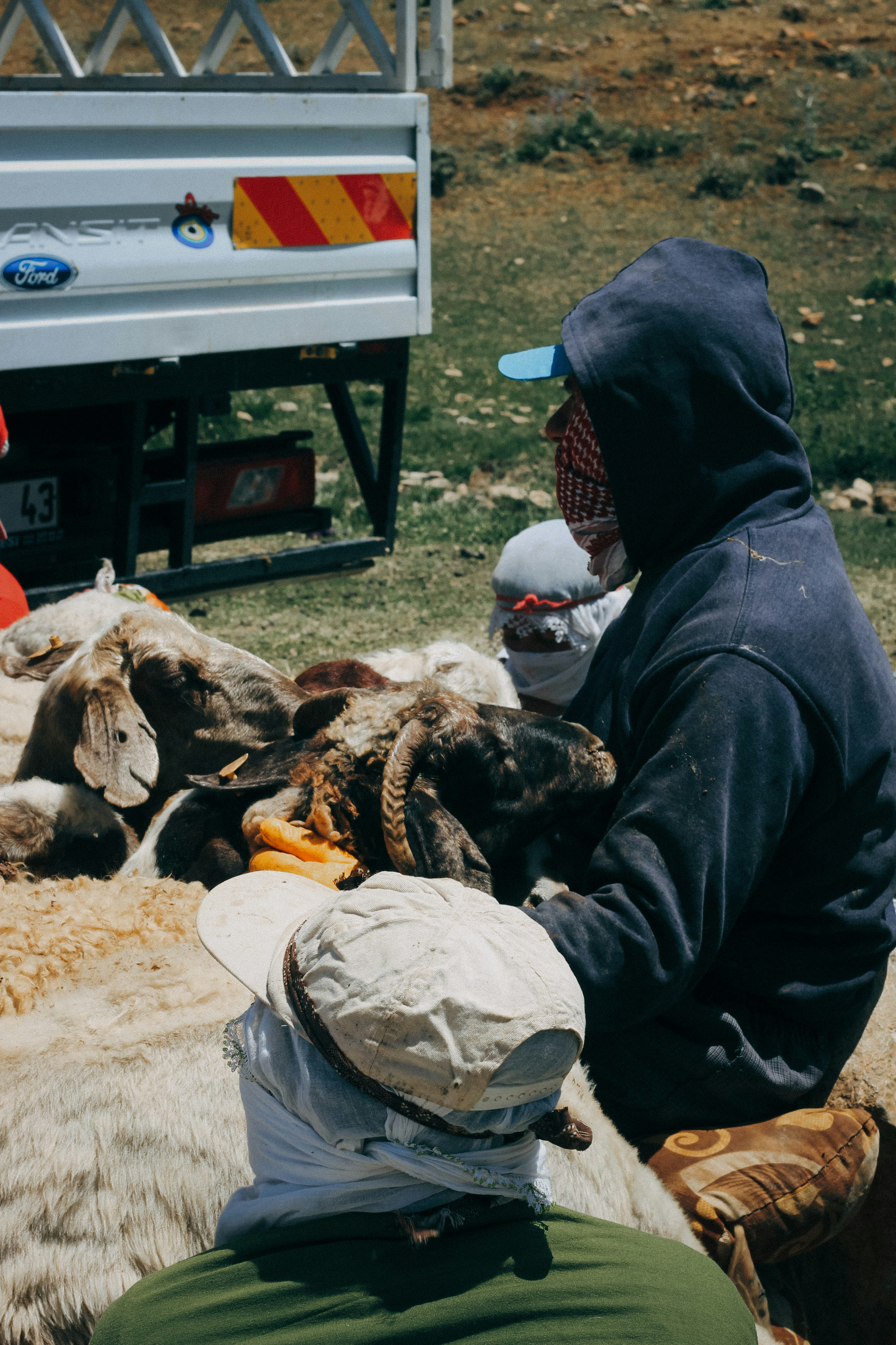 Hooded Observer among Herd: A Quiet Moment with Livestock
