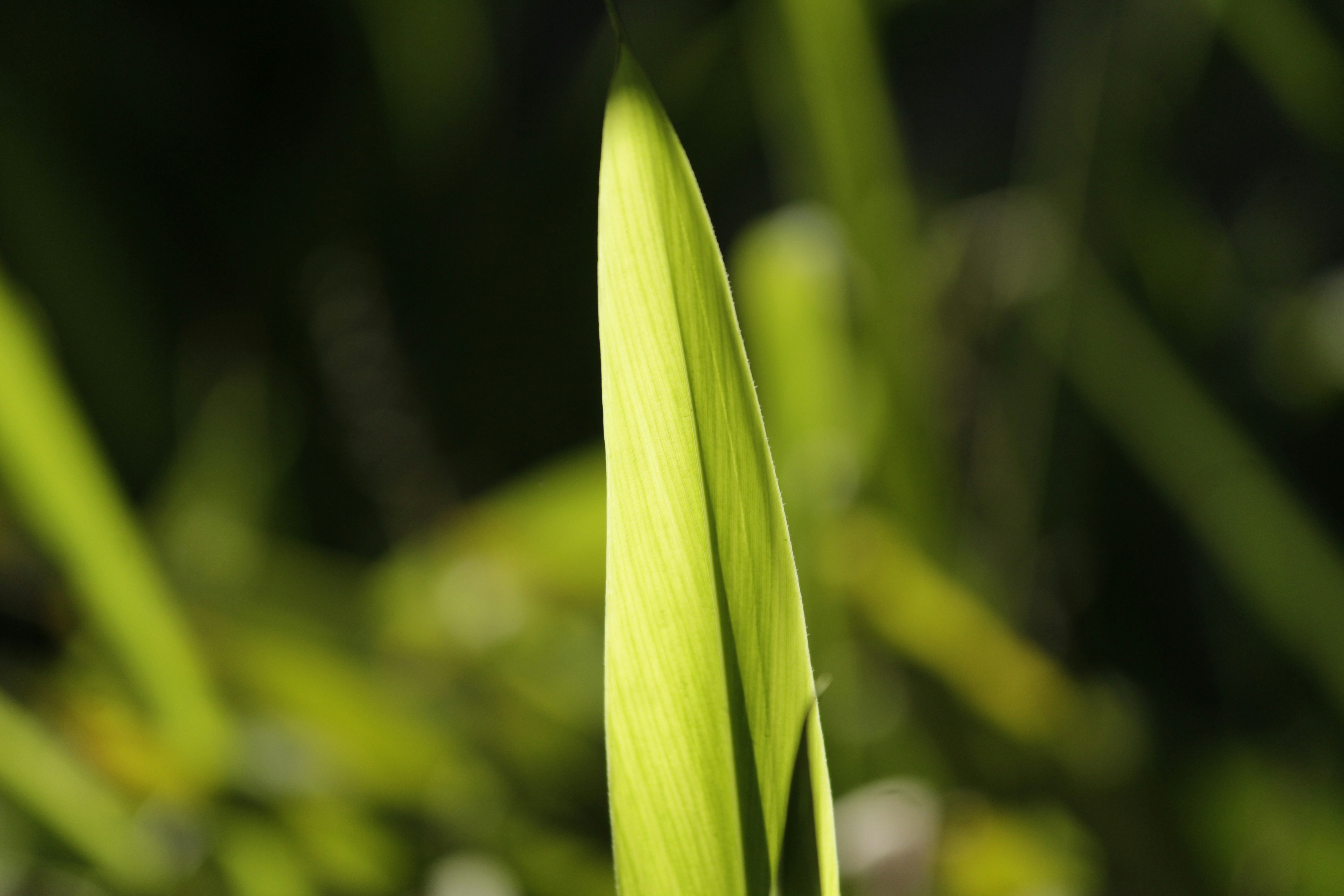 A close-up of a vibrant green leaf, illuminated by sunlight, surrounded by blurred greenery. The image highlights the leaf's texture and form.