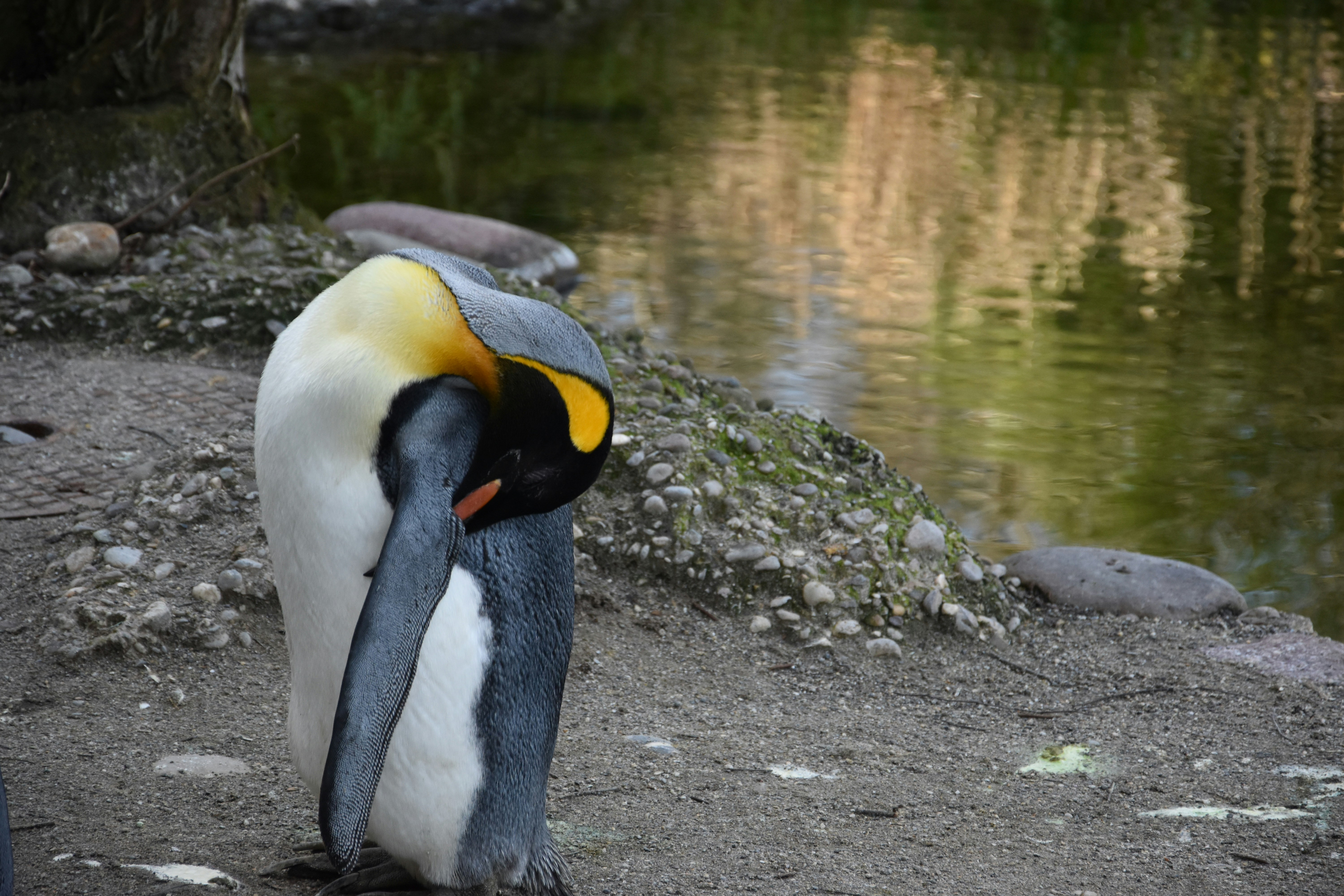 Lone King Penguin Pauses at Pebble Shore