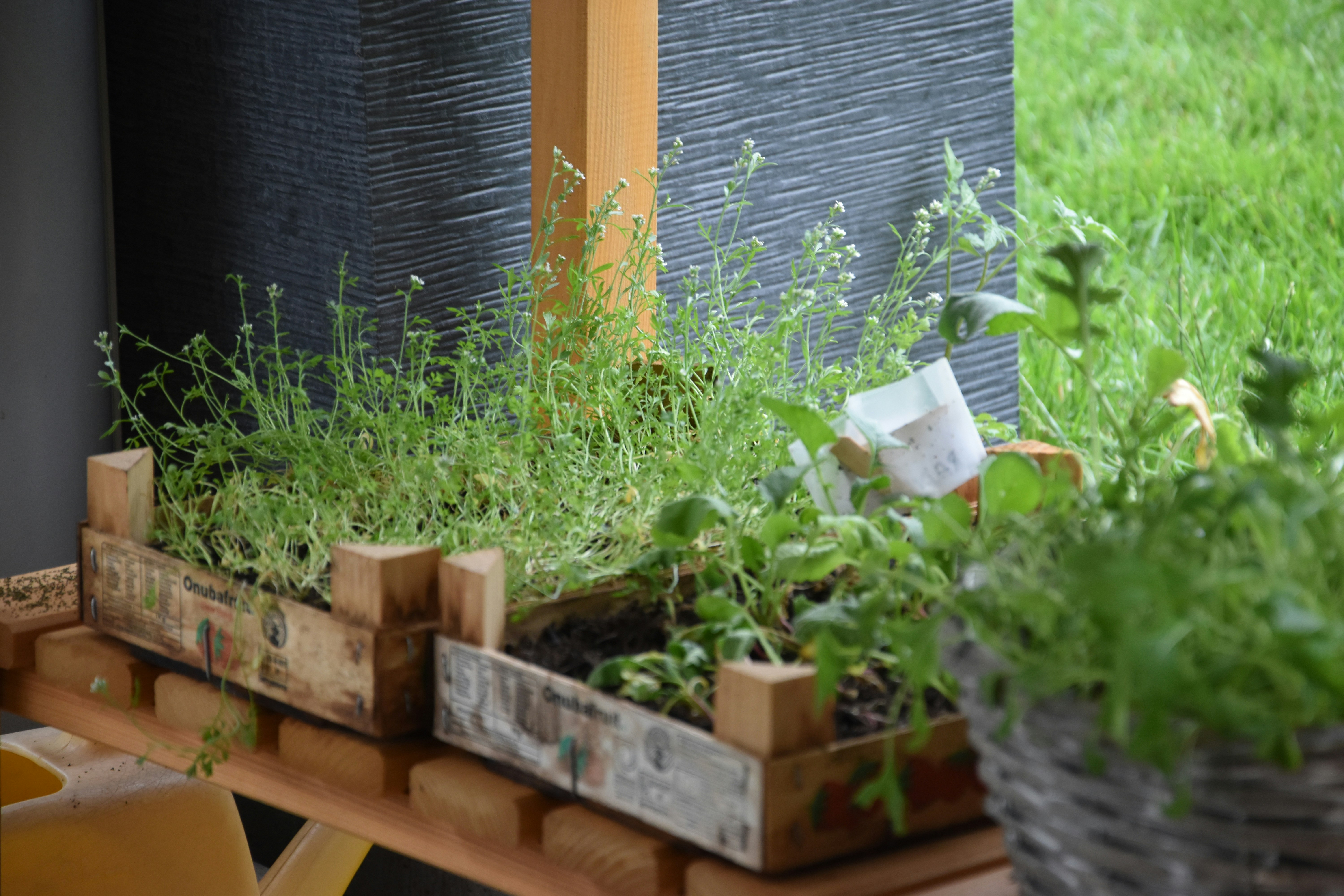 Two wooden crates filled with vibrant herbs, showcasing a lush green growth against a textured backdrop. A hint of gardening tools adds to the scene's charm.