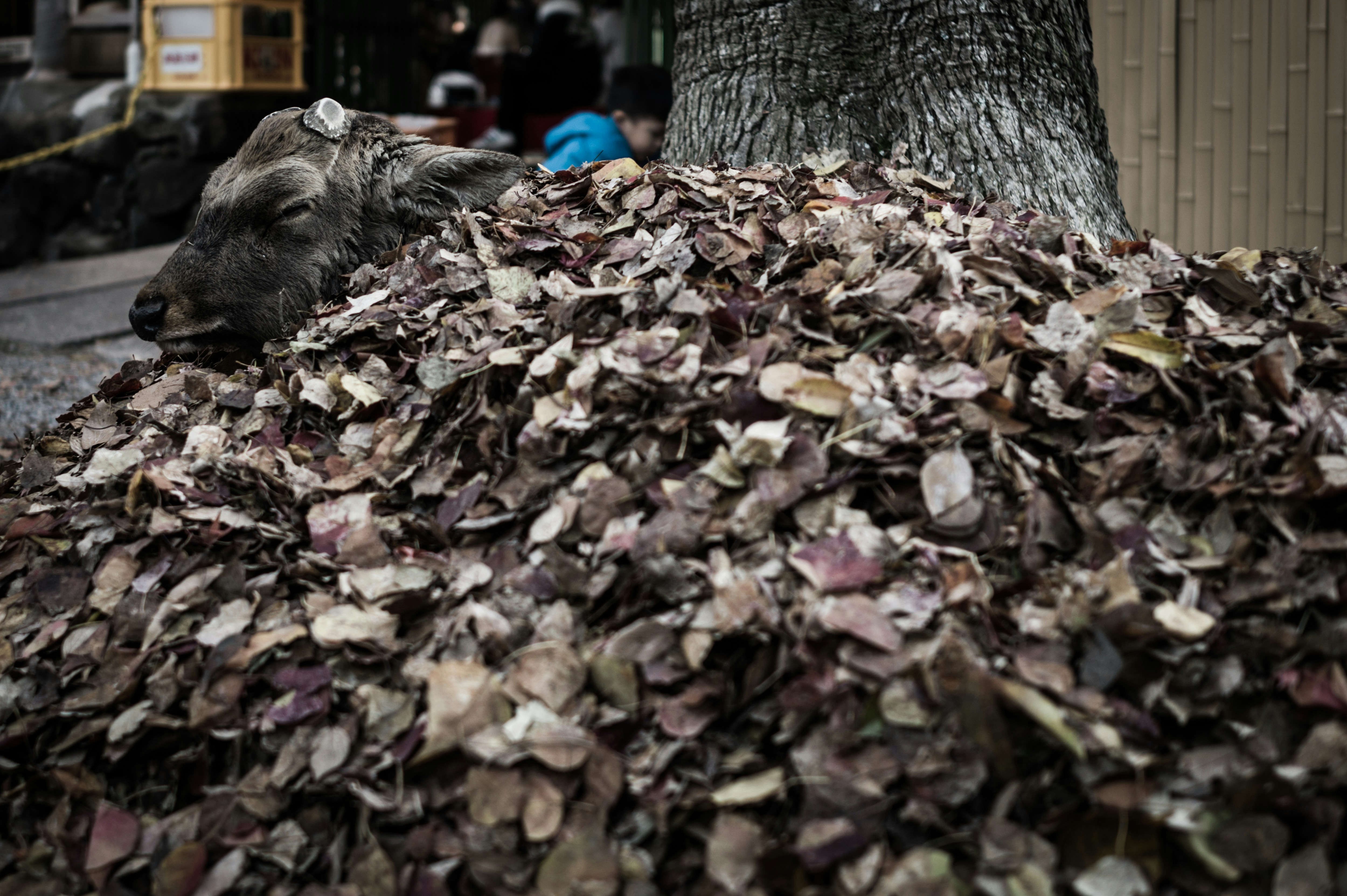 A calf nestled among a vibrant pile of autumn leaves at the base of a tree, showcasing nature's seasonal beauty.