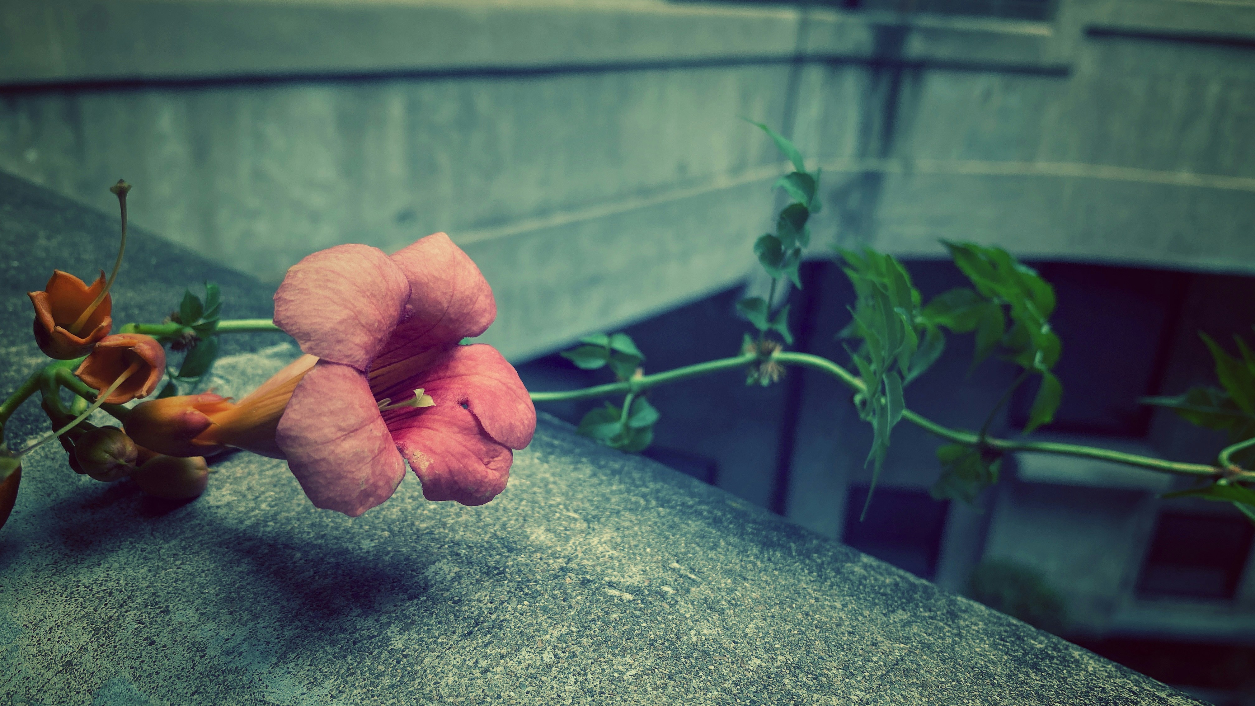 Pink trumpet vine creeping along a concrete ledge against an urban backdrop