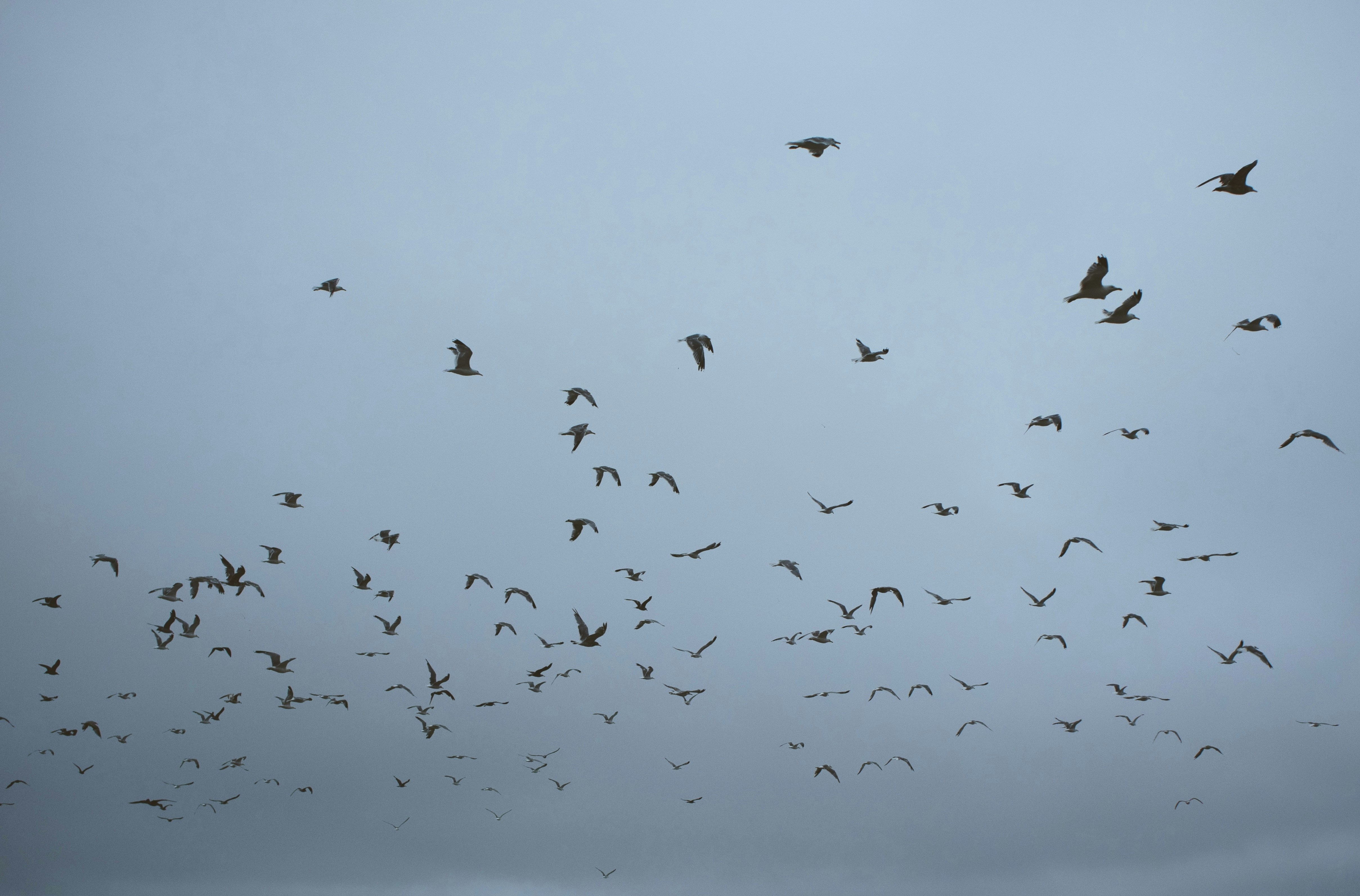 Flock of birds soaring against a cloudy sky.