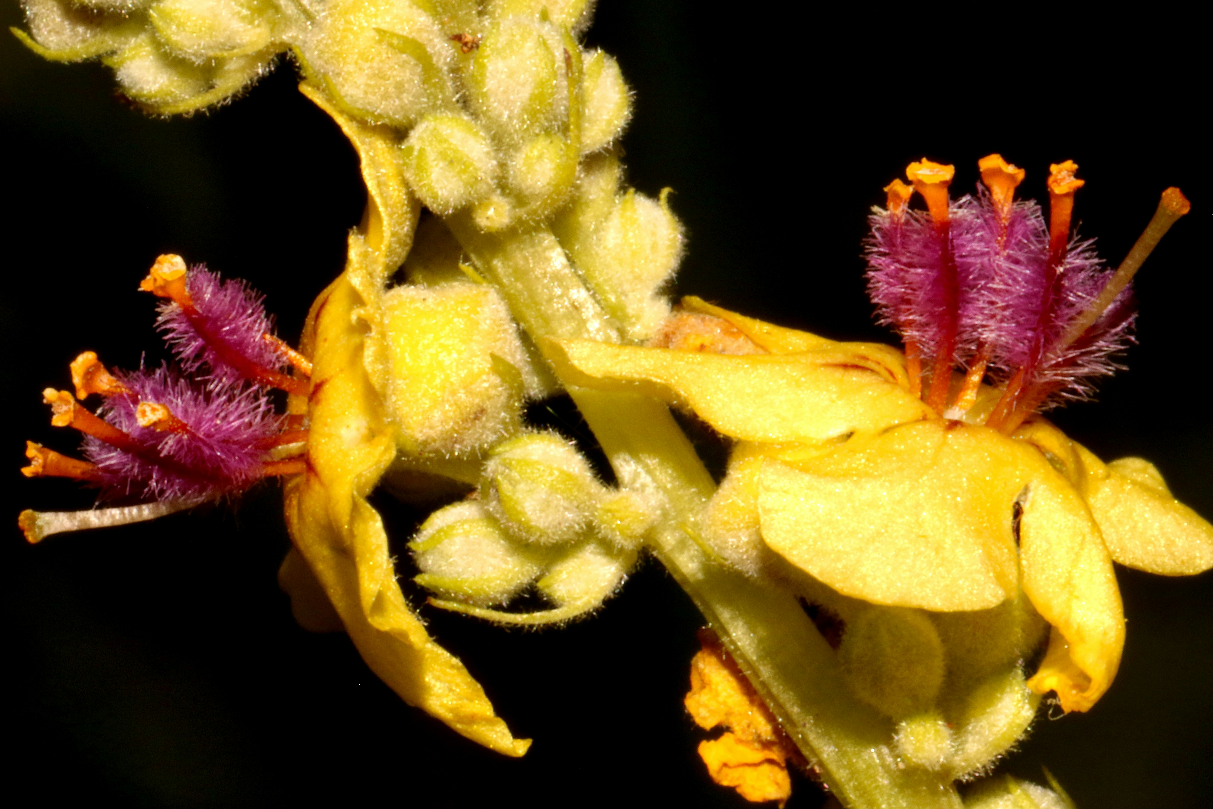 Close-up of vibrant yellow and purple flowers showcasing intricate details and textures. The image highlights the beauty of nature's design.