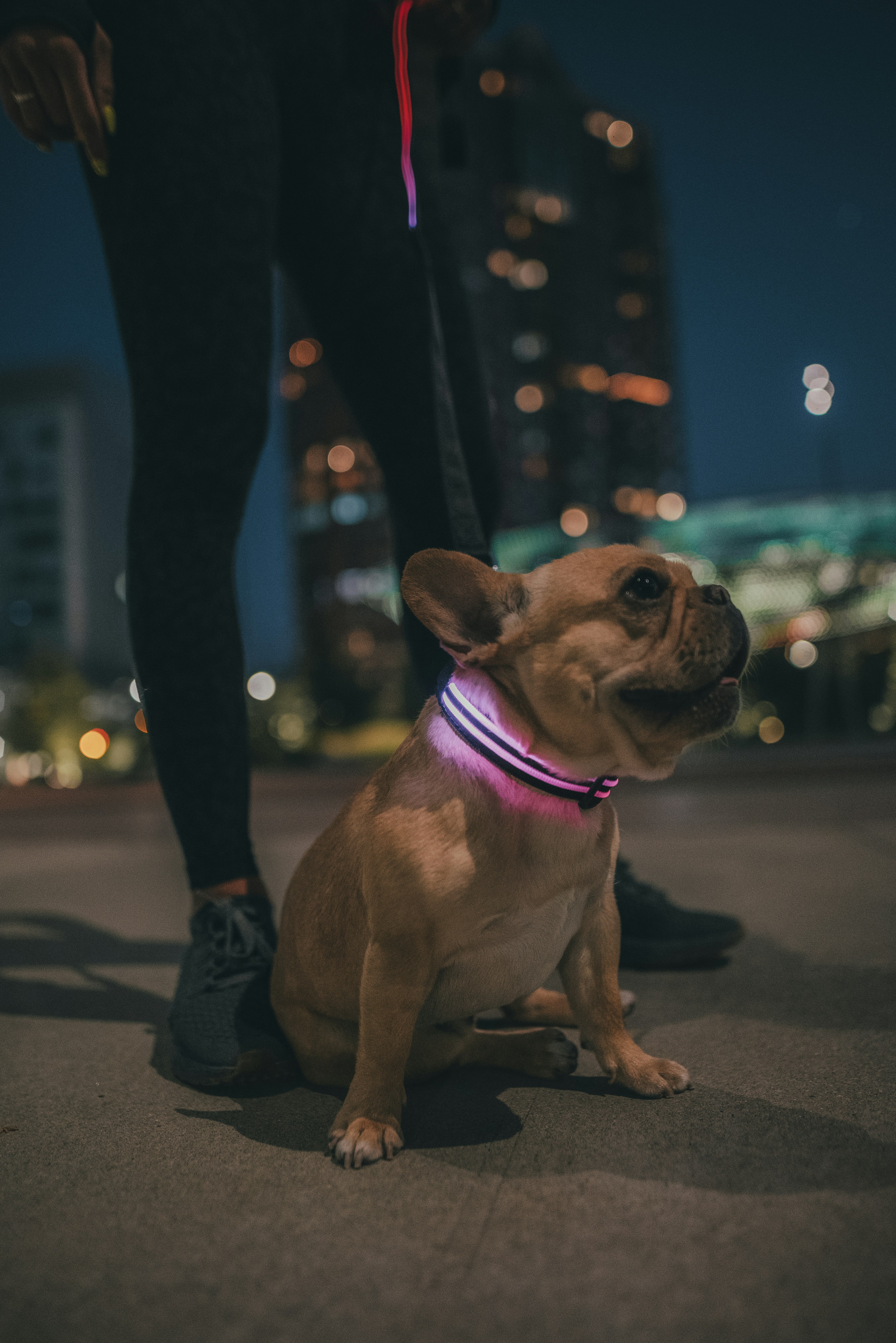 Neon-Collar Night Walk: A Bulldog Under City Lights