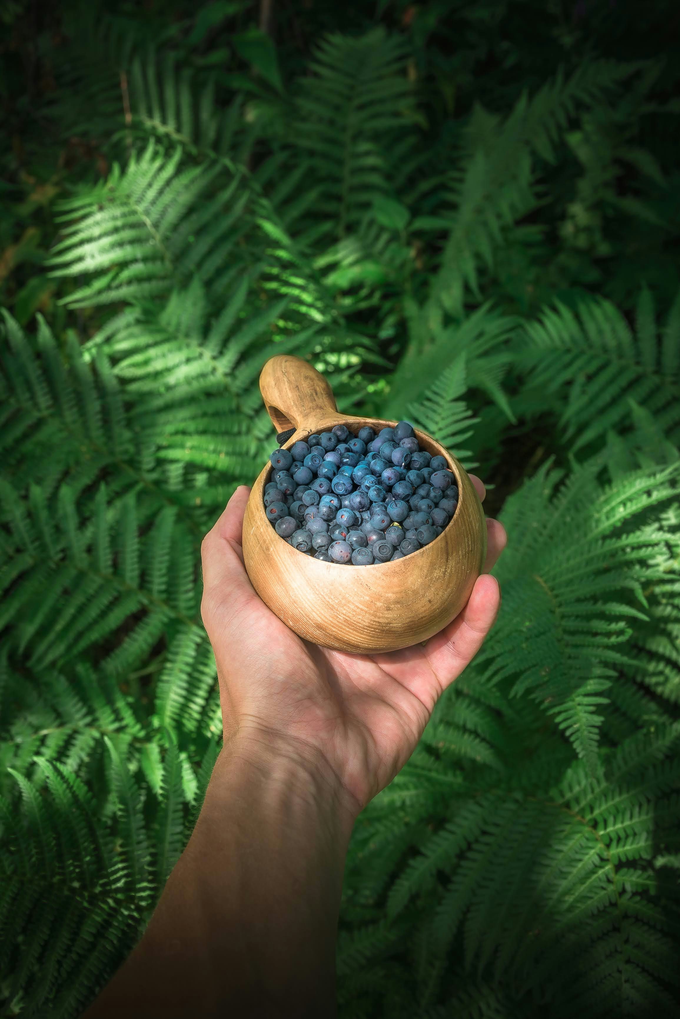 A hand holds a wooden bowl filled with fresh blueberries, surrounded by lush green ferns. The vibrant colors emphasize the natural bounty.