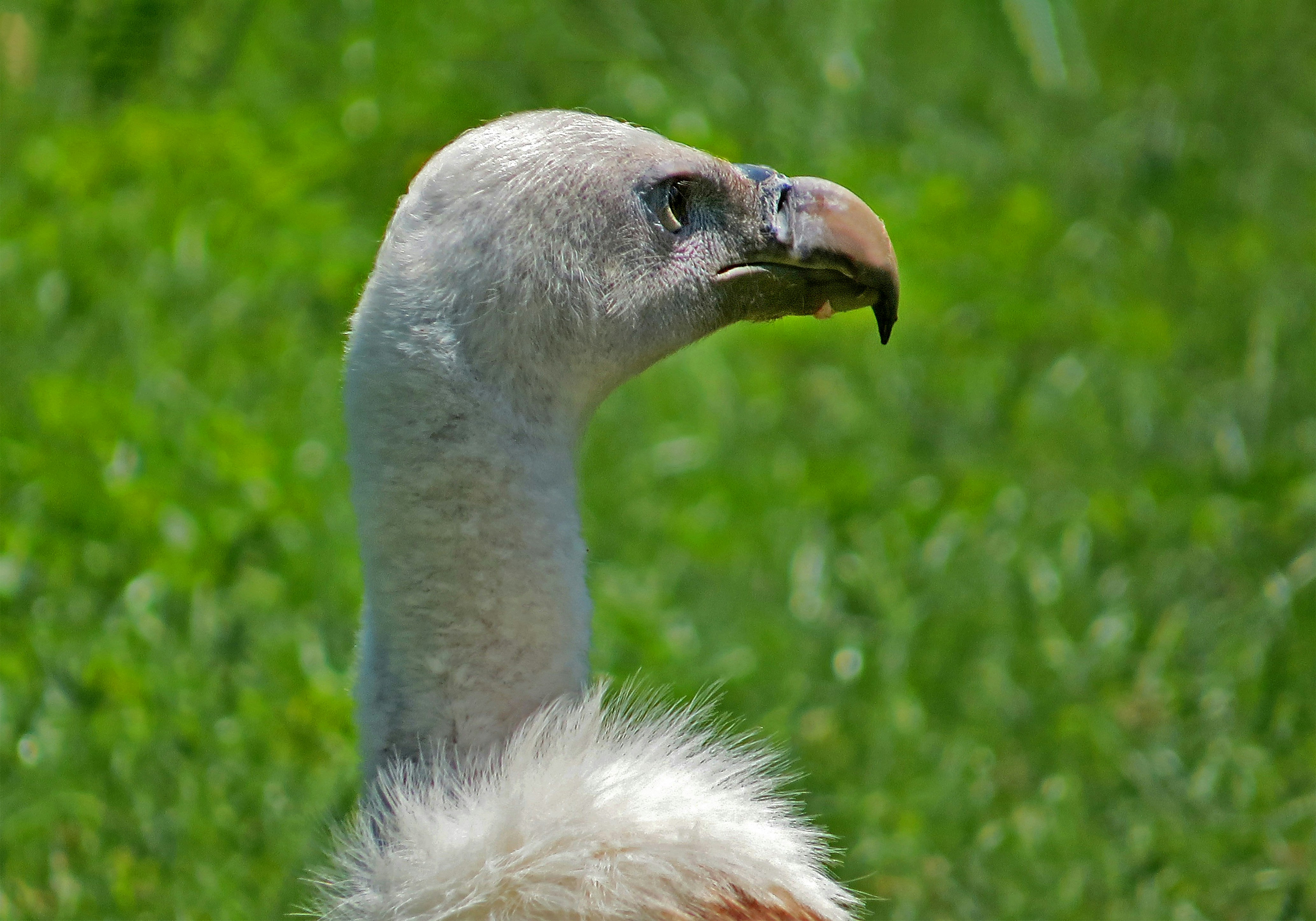 Curved Beak, Bright Green: A Crisp Close-Up of a Long-Necked Bird