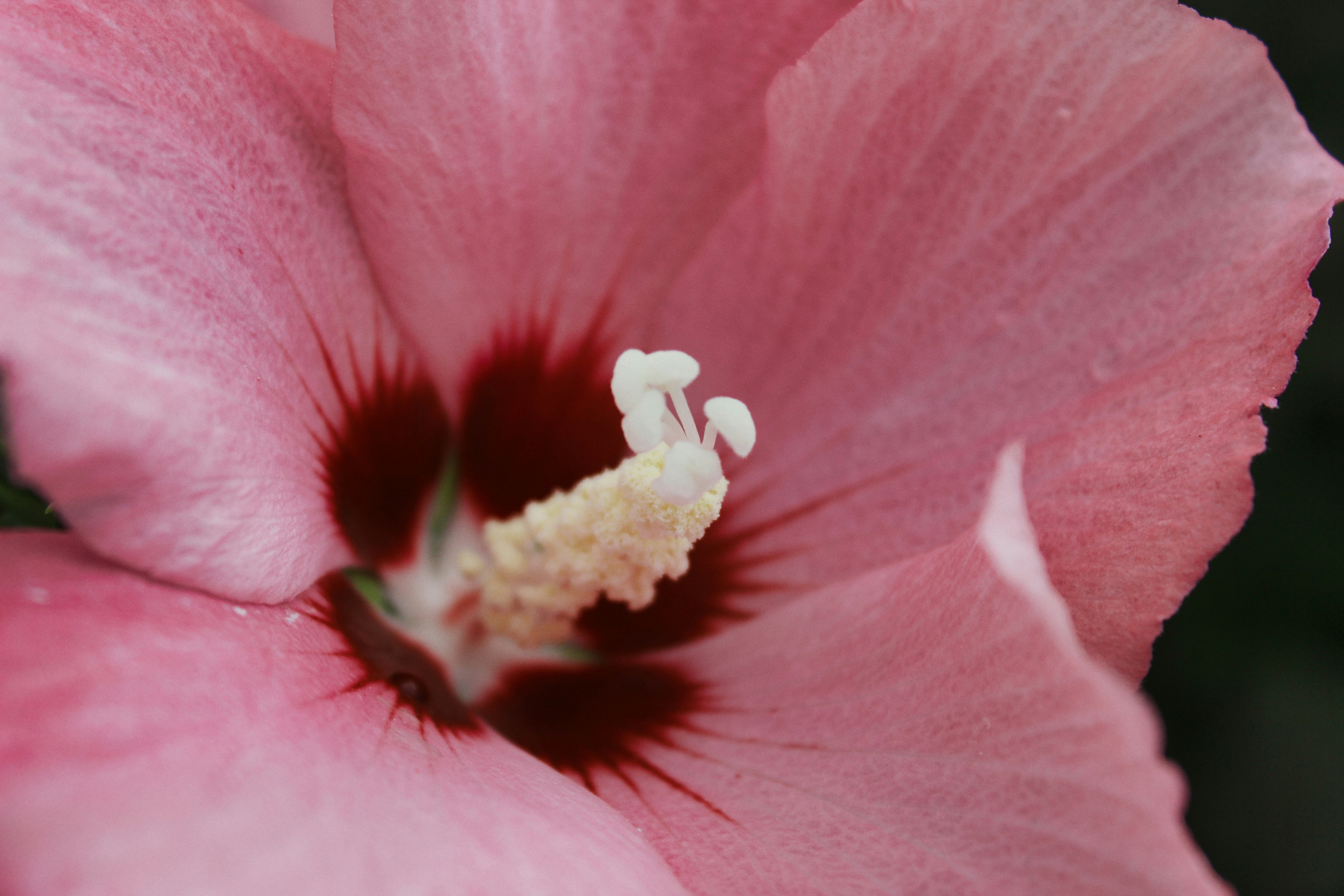 Close-up of a pink hibiscus flower showcasing its delicate stamen and vibrant inner petals.