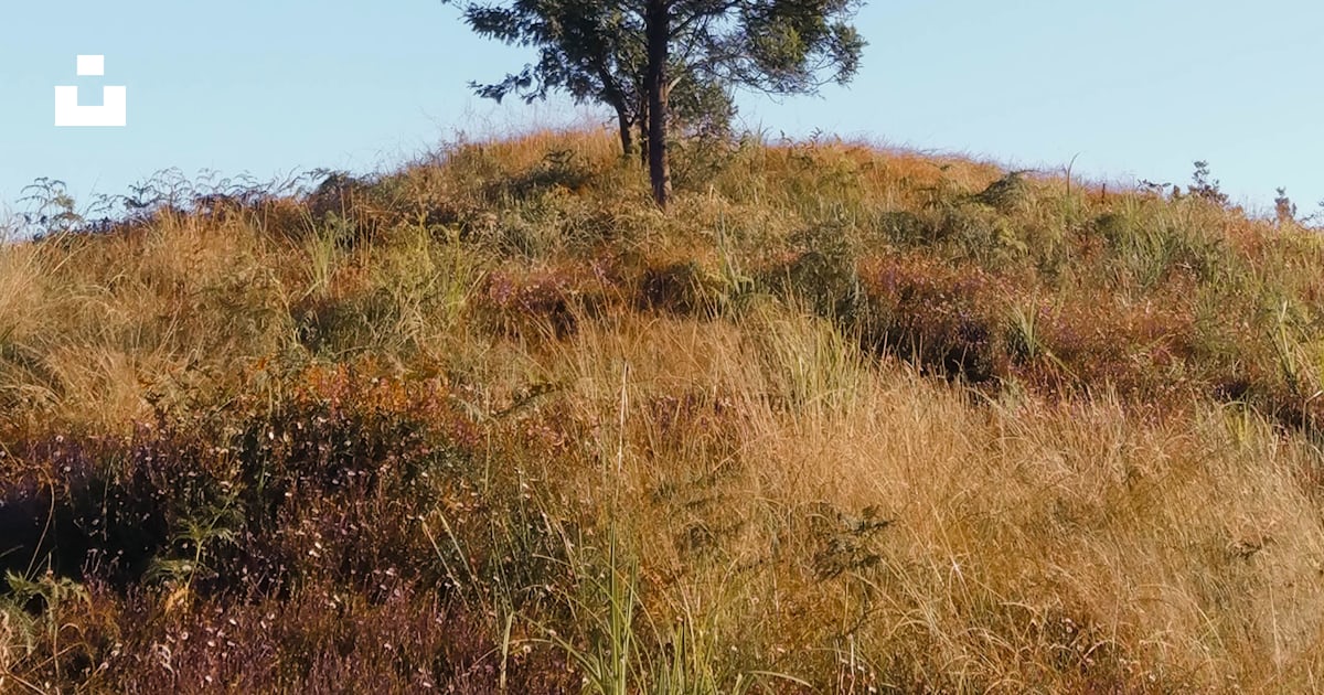 Green Tree On Brown Grass Field During Daytime Photo Free Gunung Prau