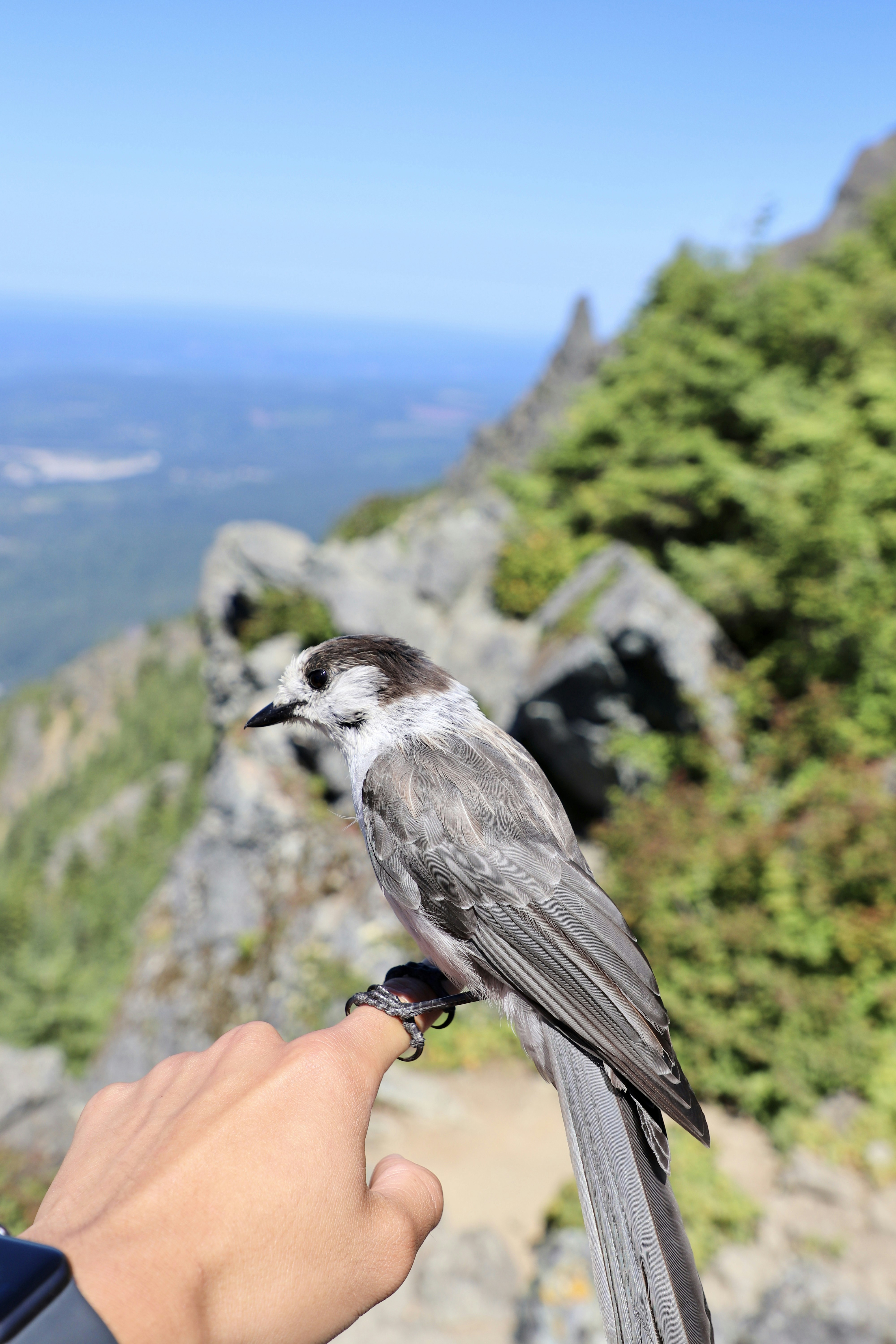 Winged Companion on the Edge: A Sparrow Perched Amid Cliffs and Blue Horizons
