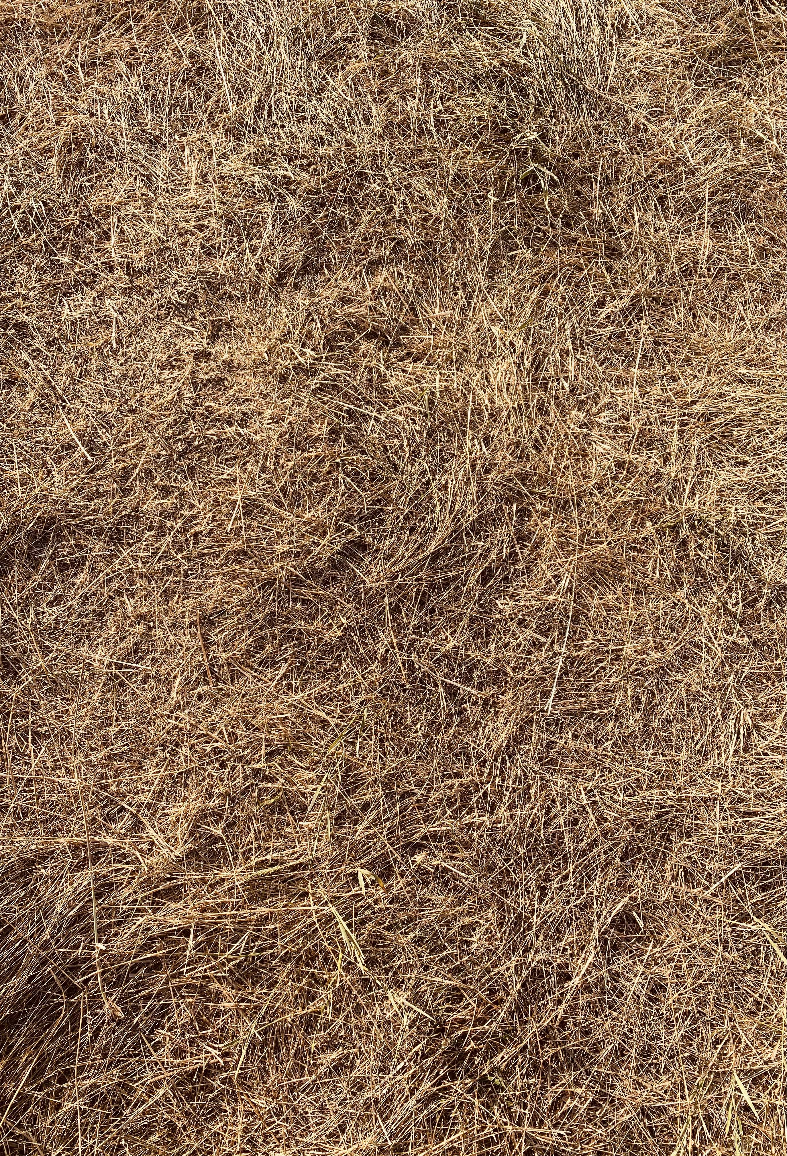 Brown grass field during daytime photo – Free Brown Image on Unsplash