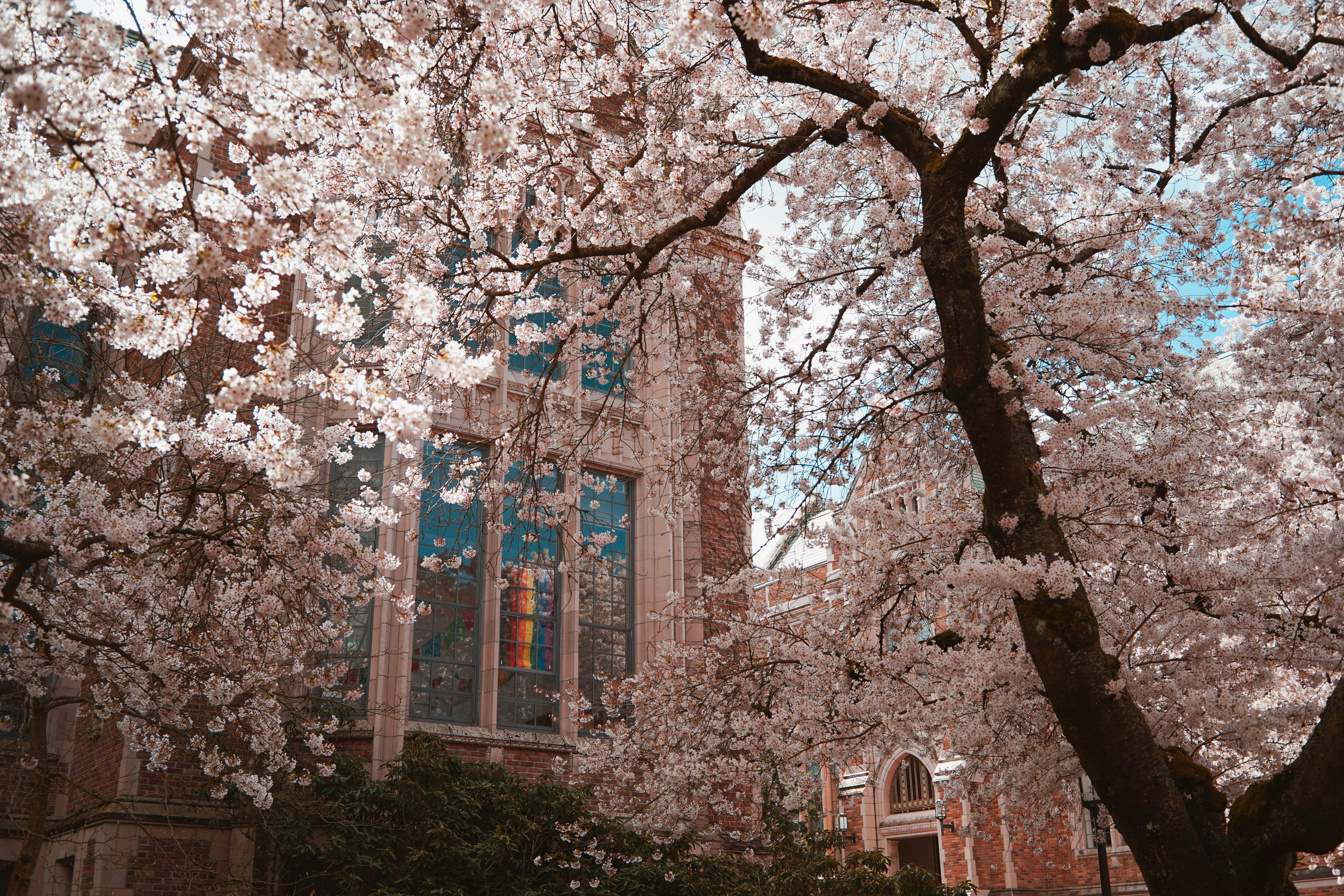 Cherry Blossom Curtain Framing a Rainbow-Glinted Campus Window