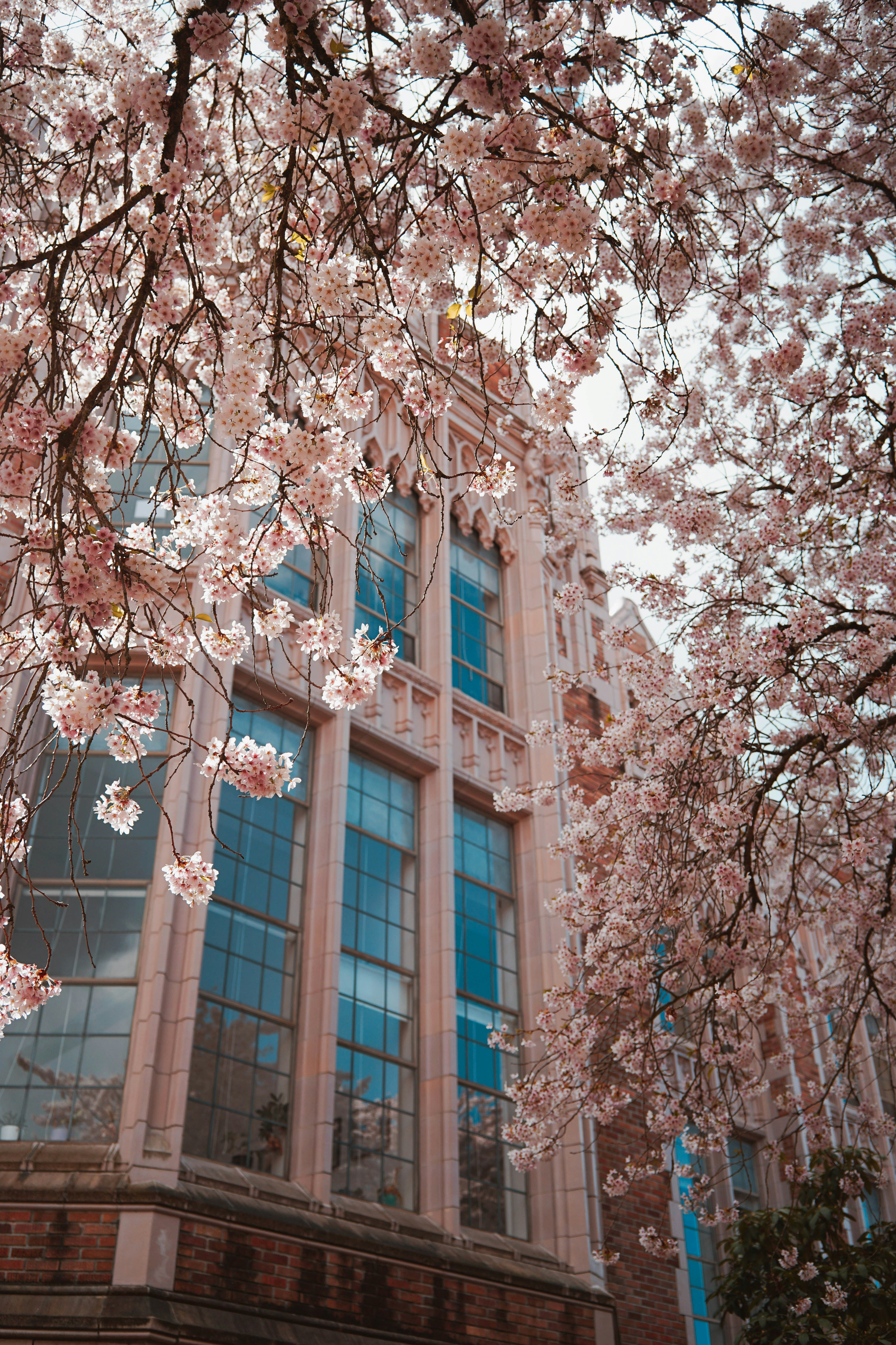 Cherry blossom branches frame a historic building with intricate architectural details and large windows. The scene captures the essence of spring in an urban setting.