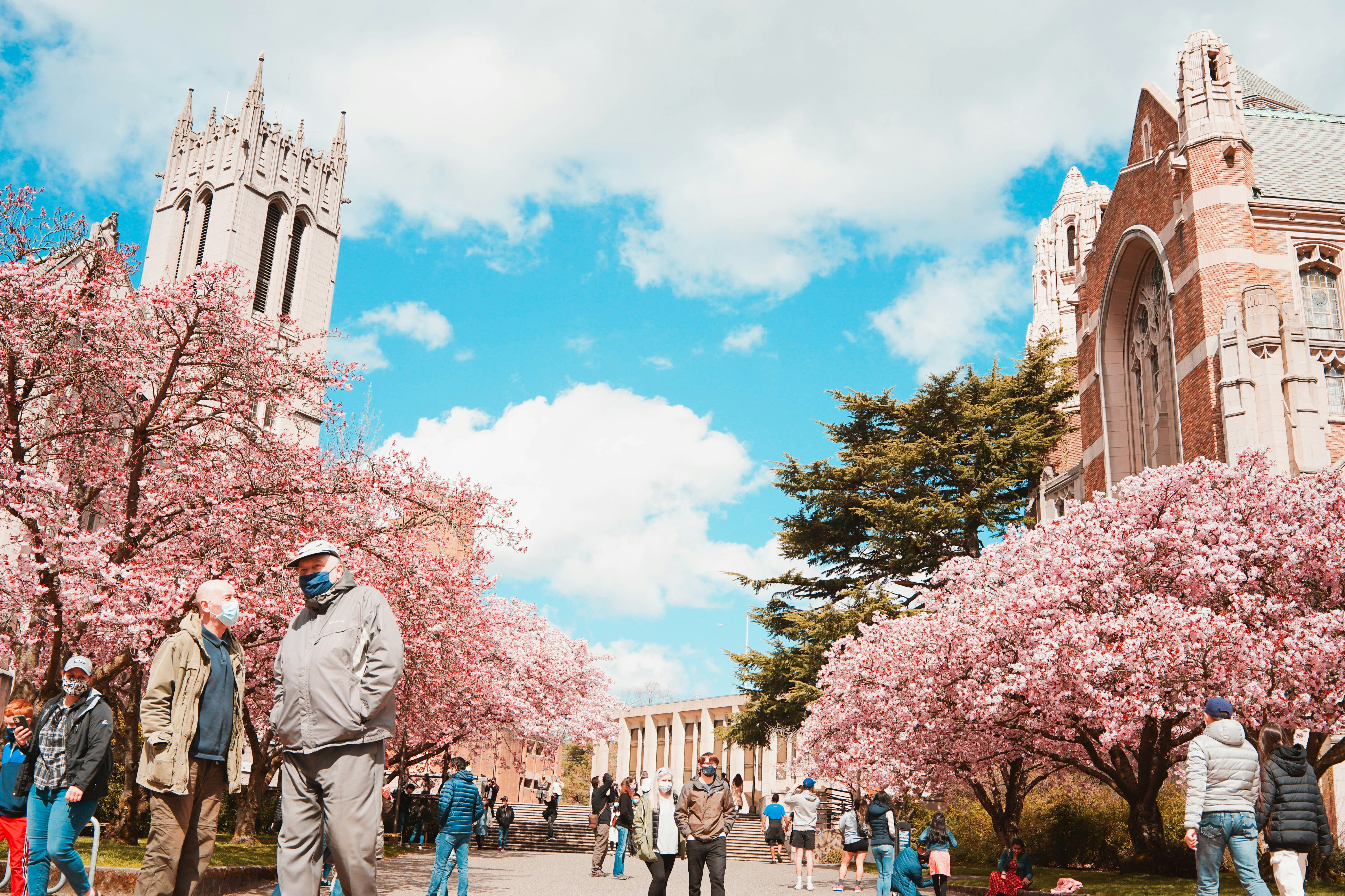 Cherry Blossom Corridor: Gothic Campus in Full Bloom