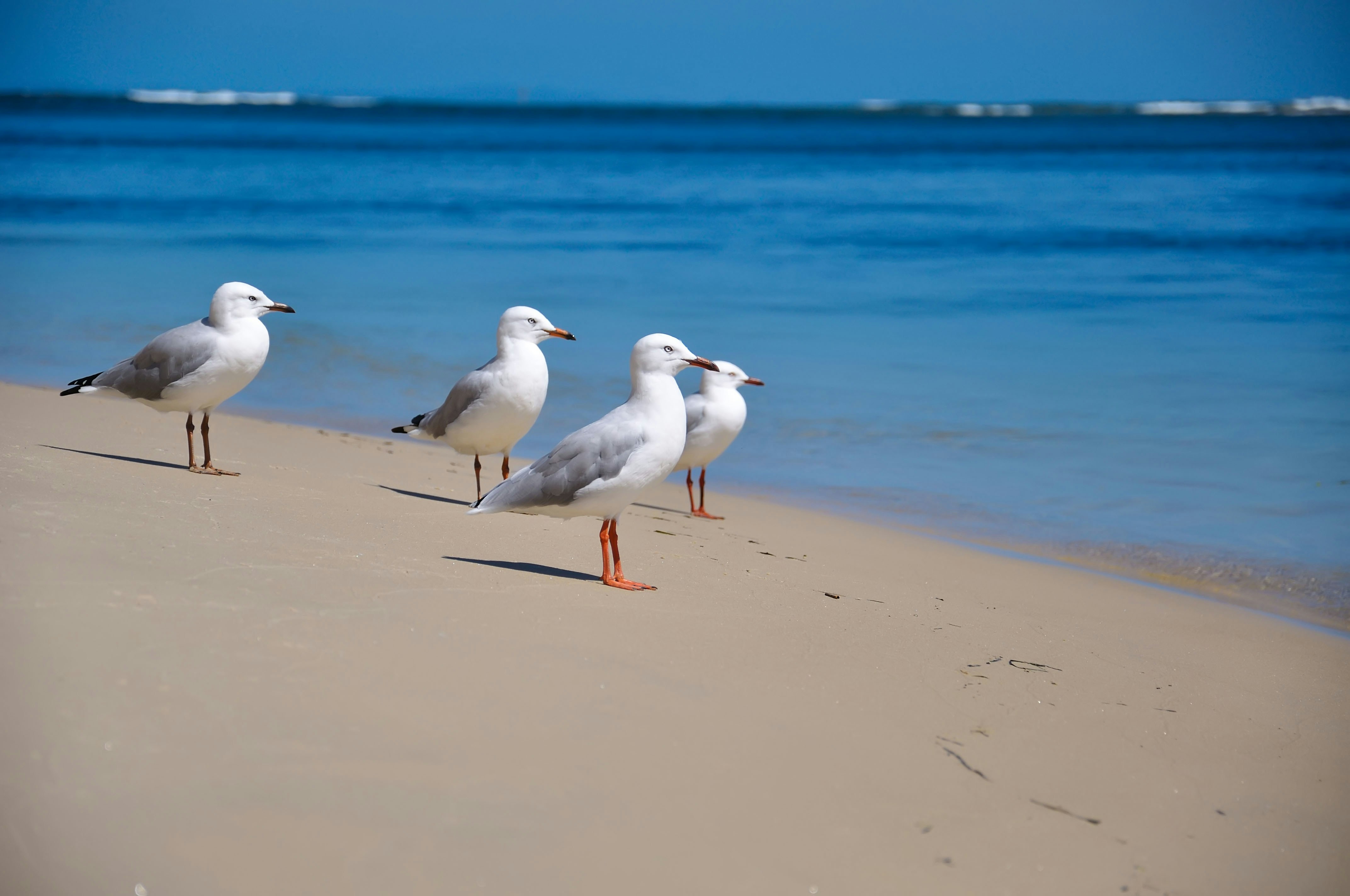 White and gray bird on beach shore during daytime photo – Free Bird ...