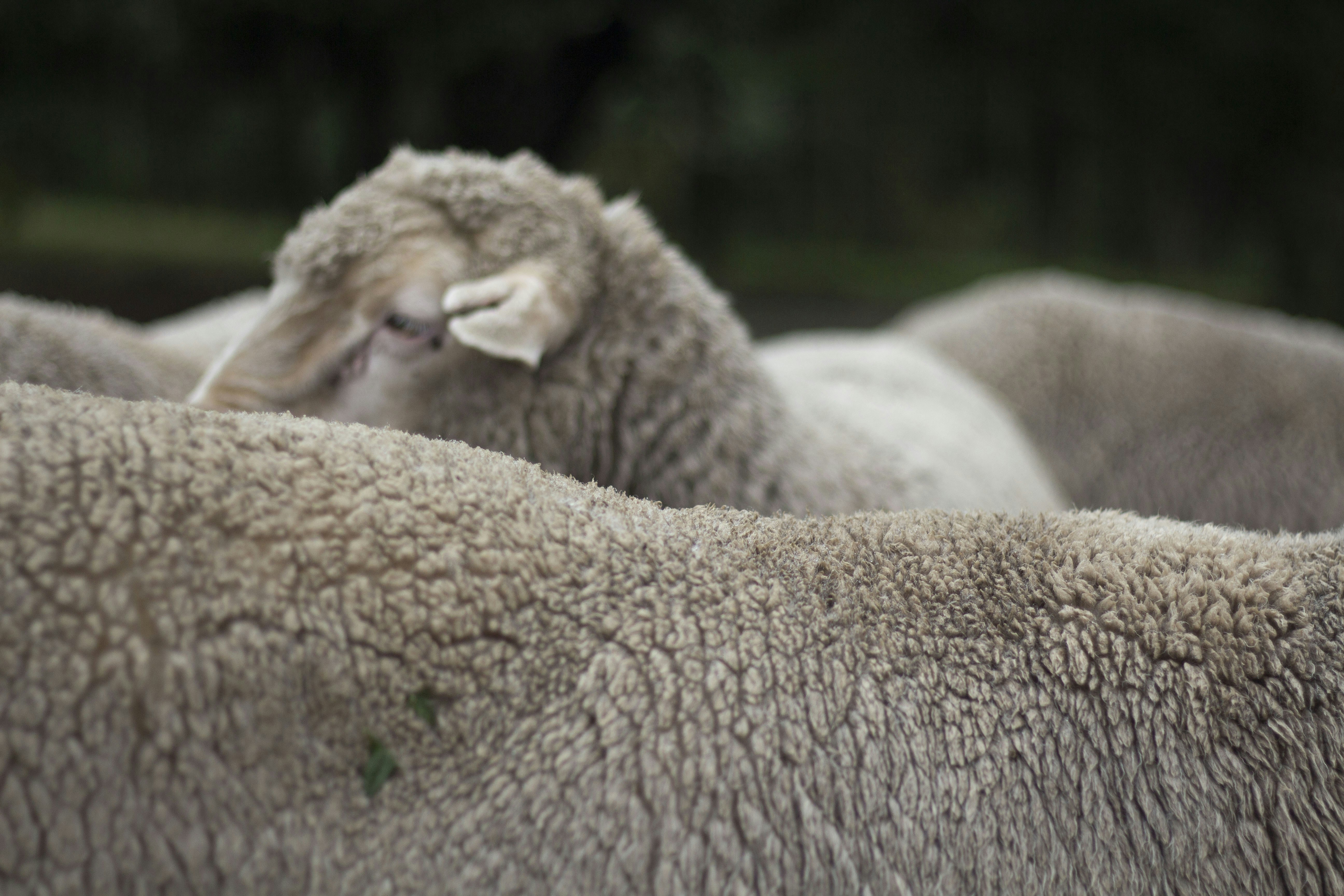 Sheep Stomach Abnormalities Pictures Pictures | Download Free Images on ...