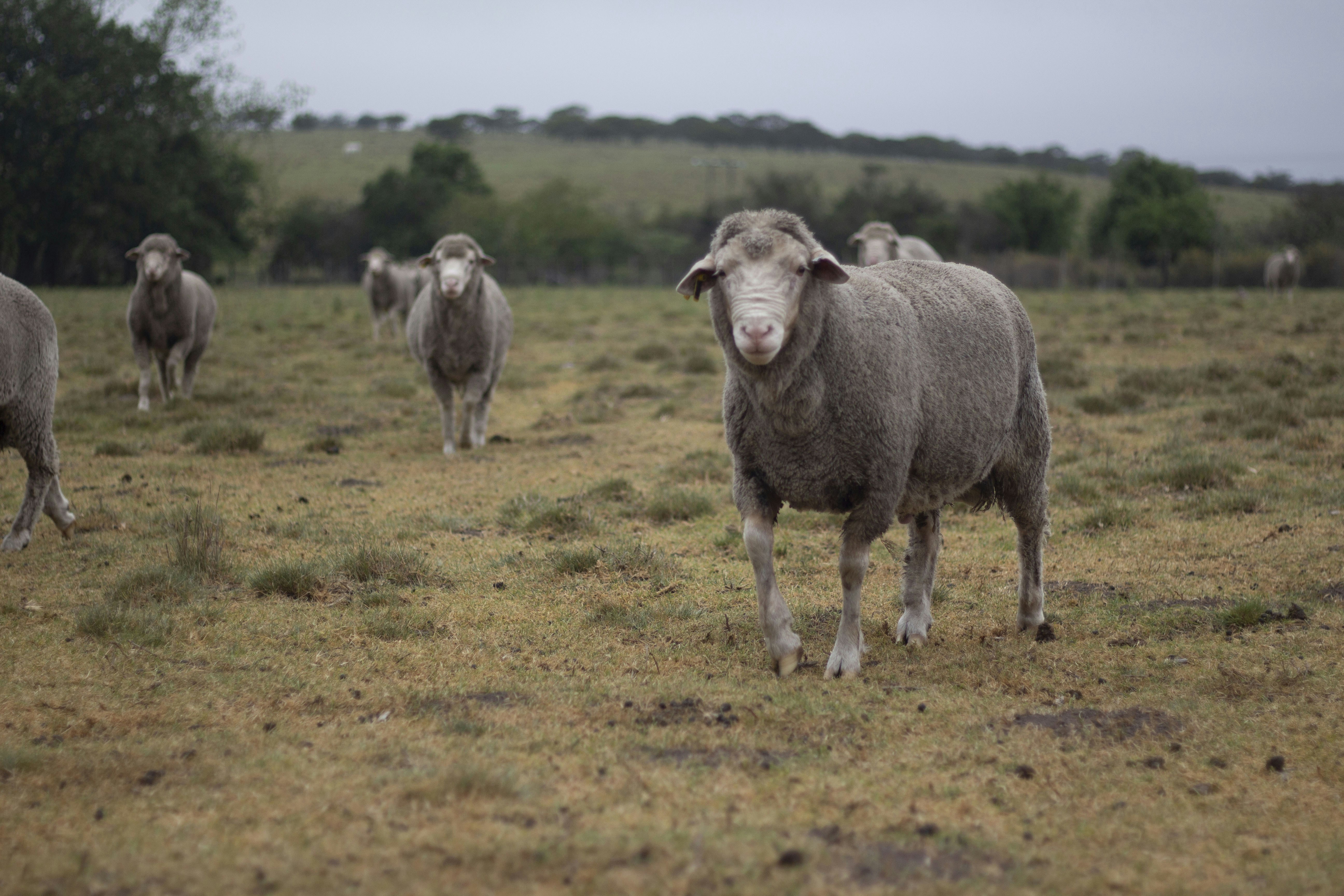 Front-Runner in a Quiet Sheep Field