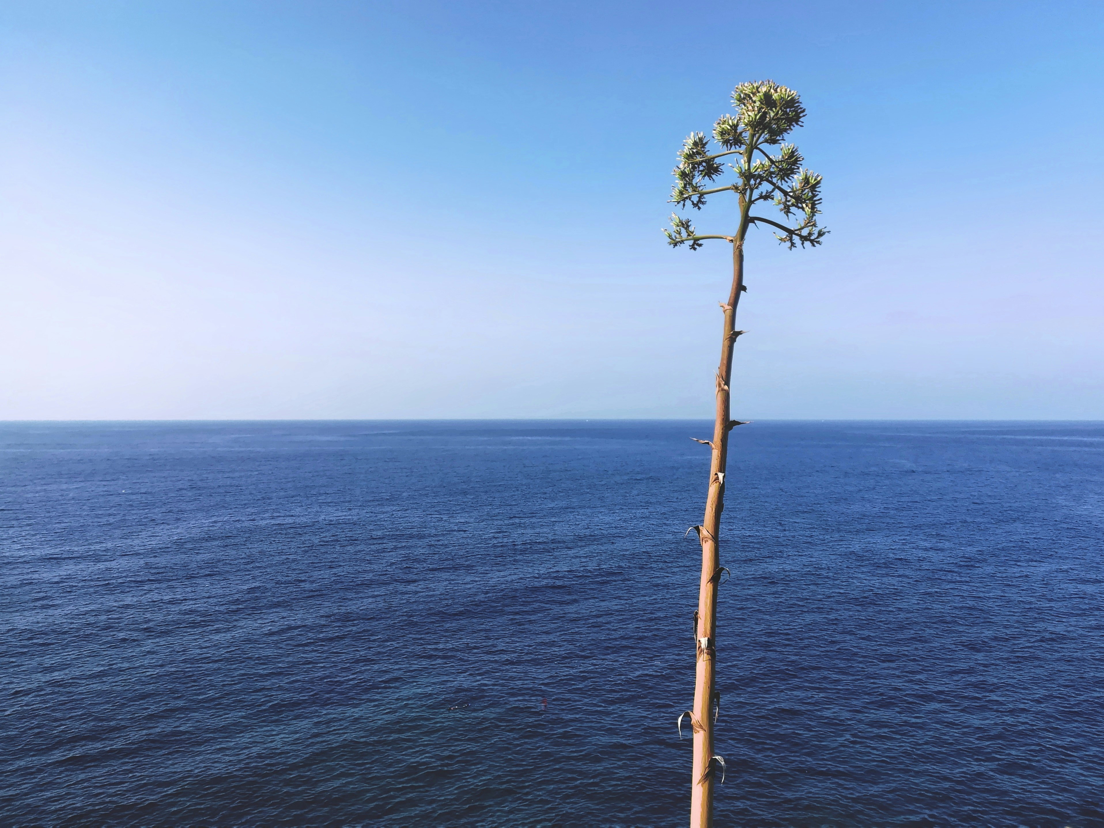 A solitary tree stands tall against the vast ocean backdrop, reaching for the sky. The serene blue waters stretch endlessly, evoking a sense of tranquility.