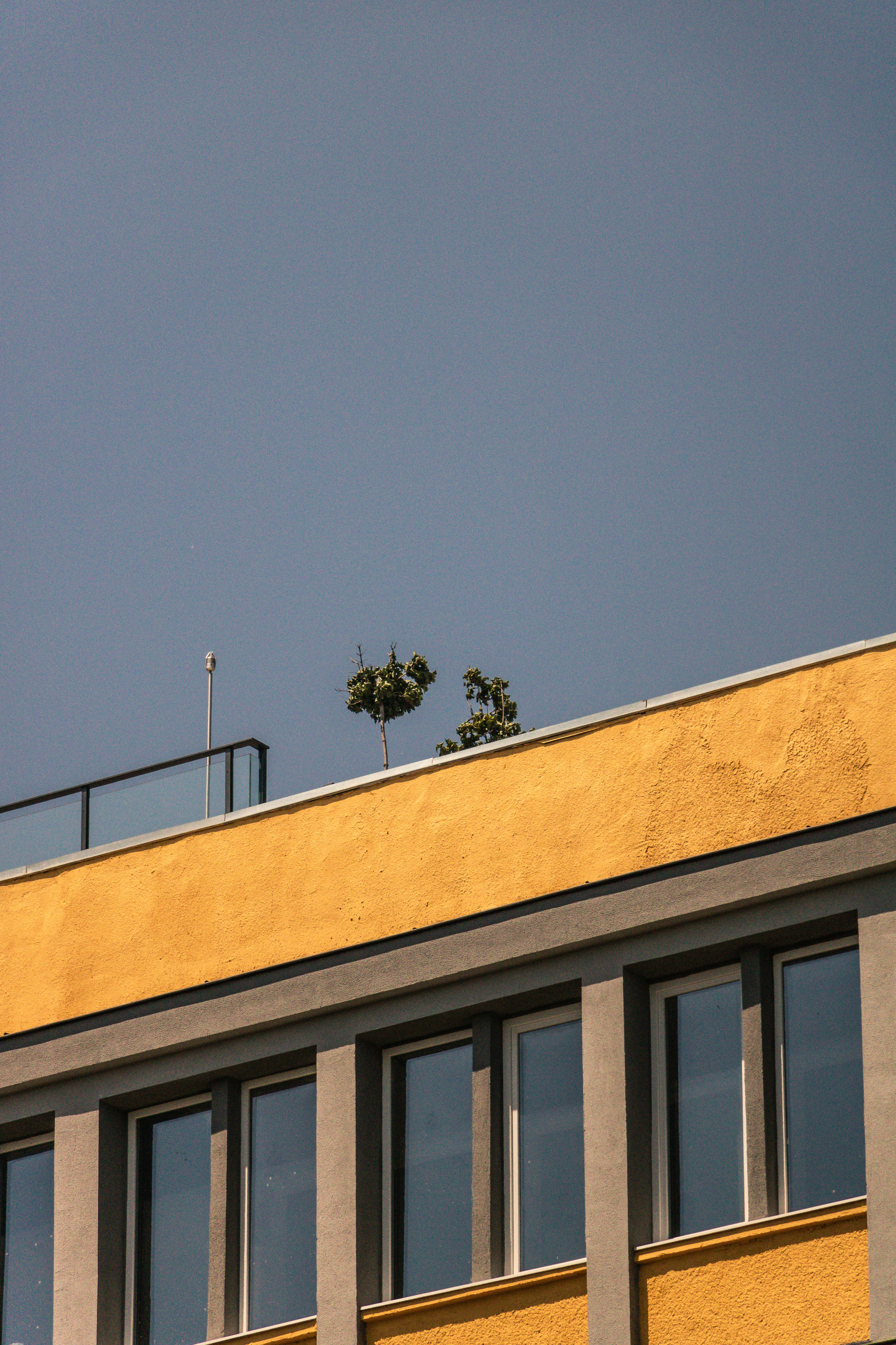 Two Tiny Trees on a Sunlit Yellow Rooftop Edge Under a Wide Blue Sky