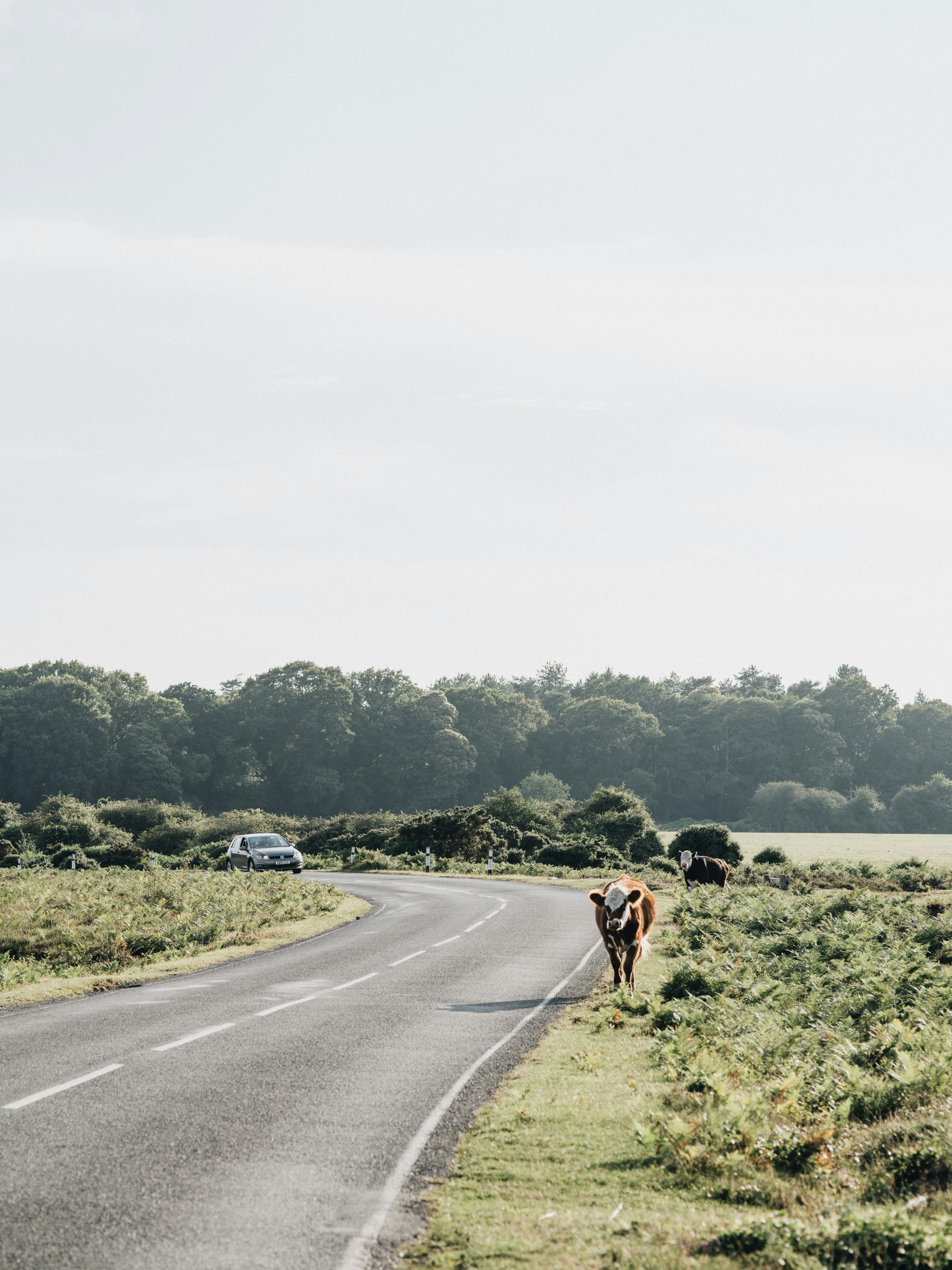 Edge of the Field: A Lone Cow Forefront on a Quiet Country Road