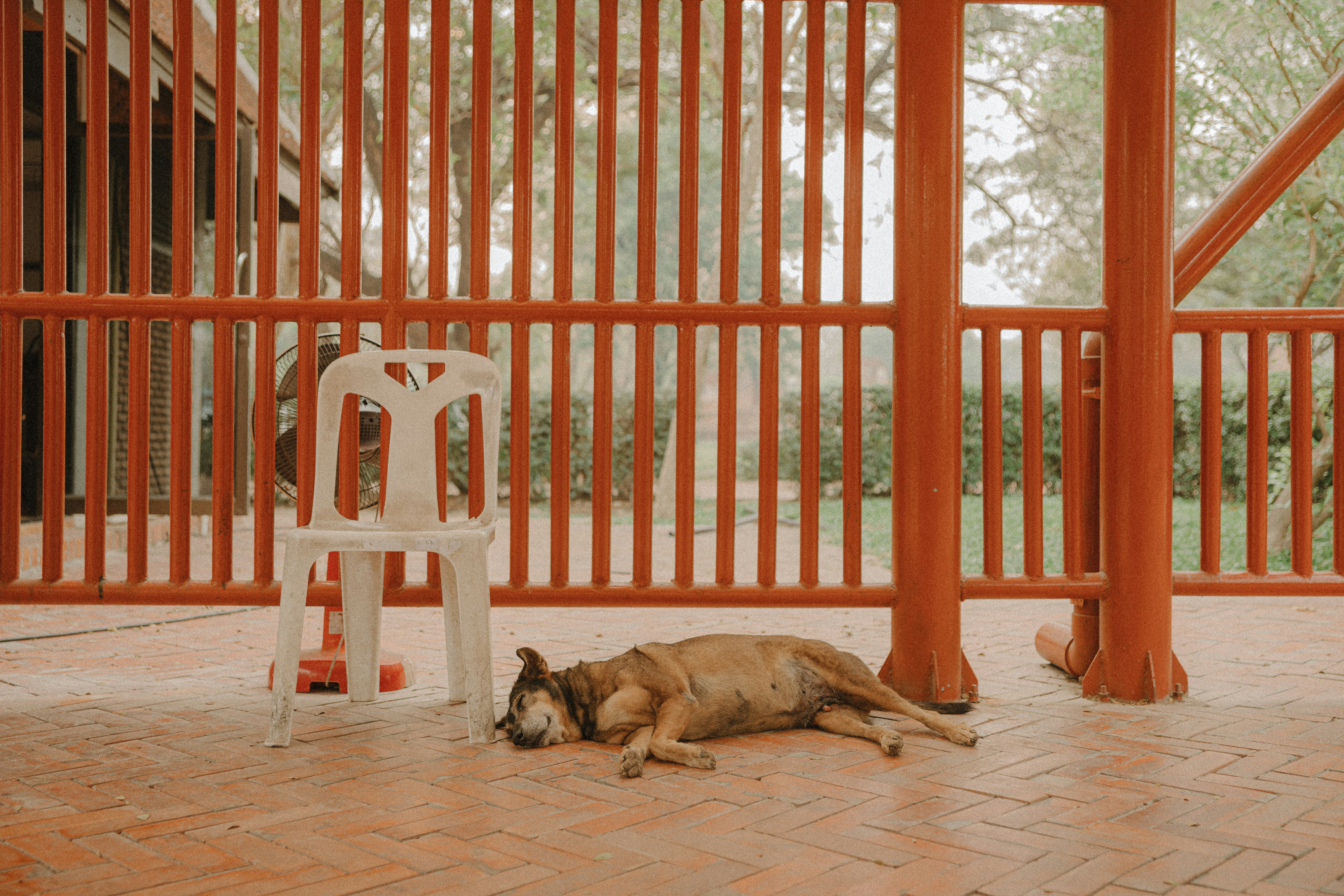 Siesta Beneath Burnt-Orange Rails: A Dog at Rest on a Brick Veranda