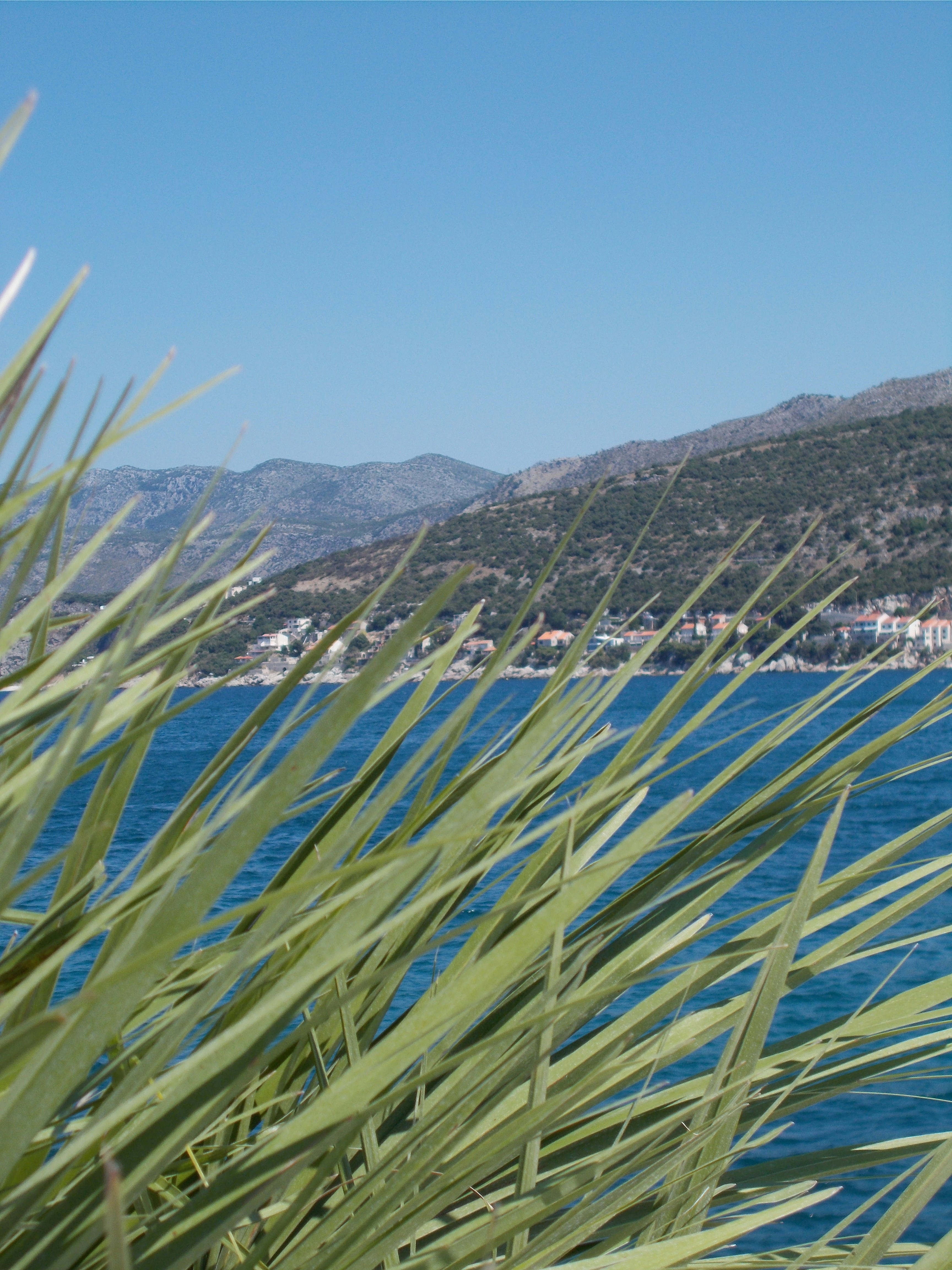 Yucca Fronds Framing a Coastal Horizon