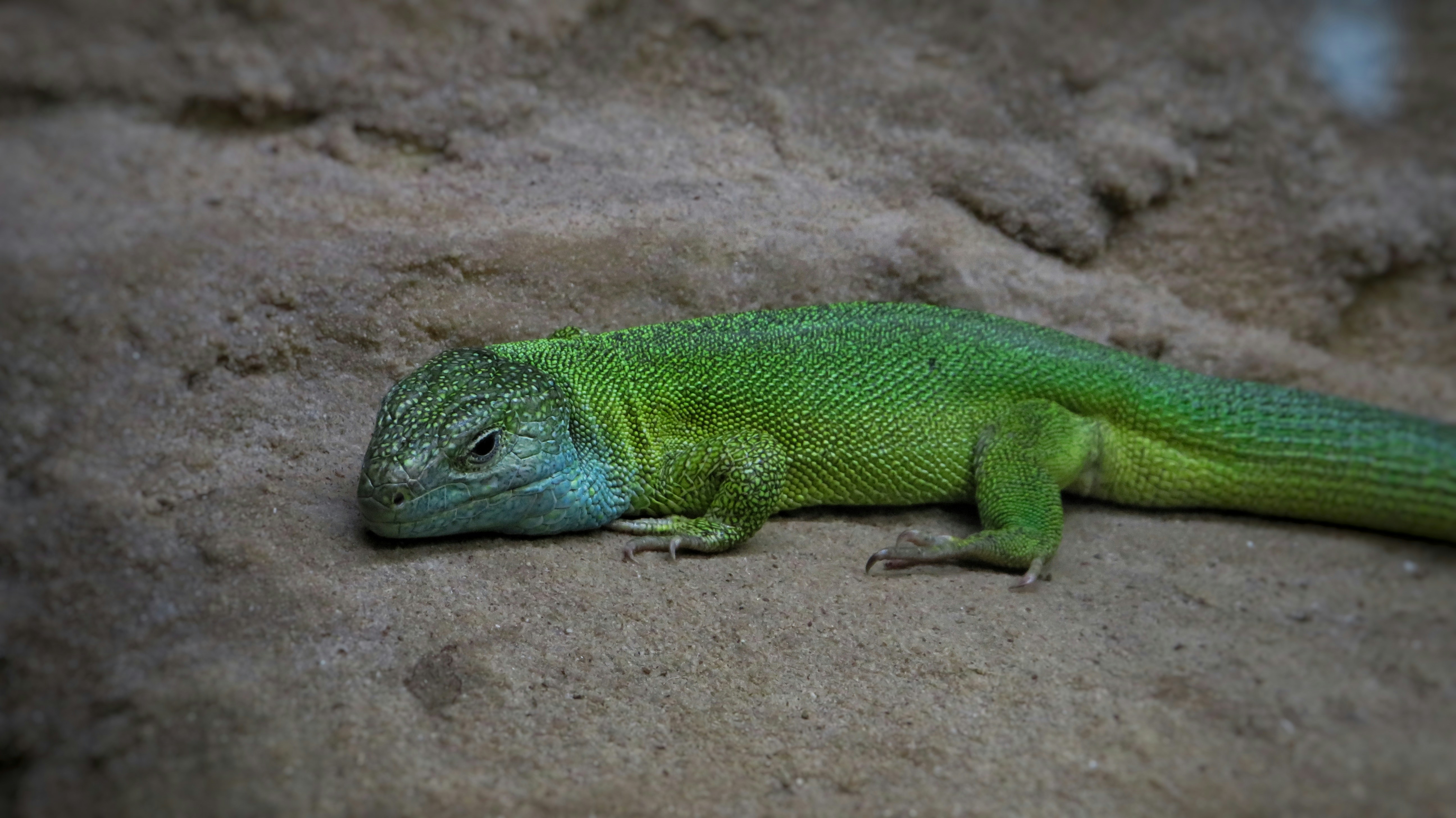 A vibrant green lizard resting on sandy terrain, showcasing its unique coloration and texture.