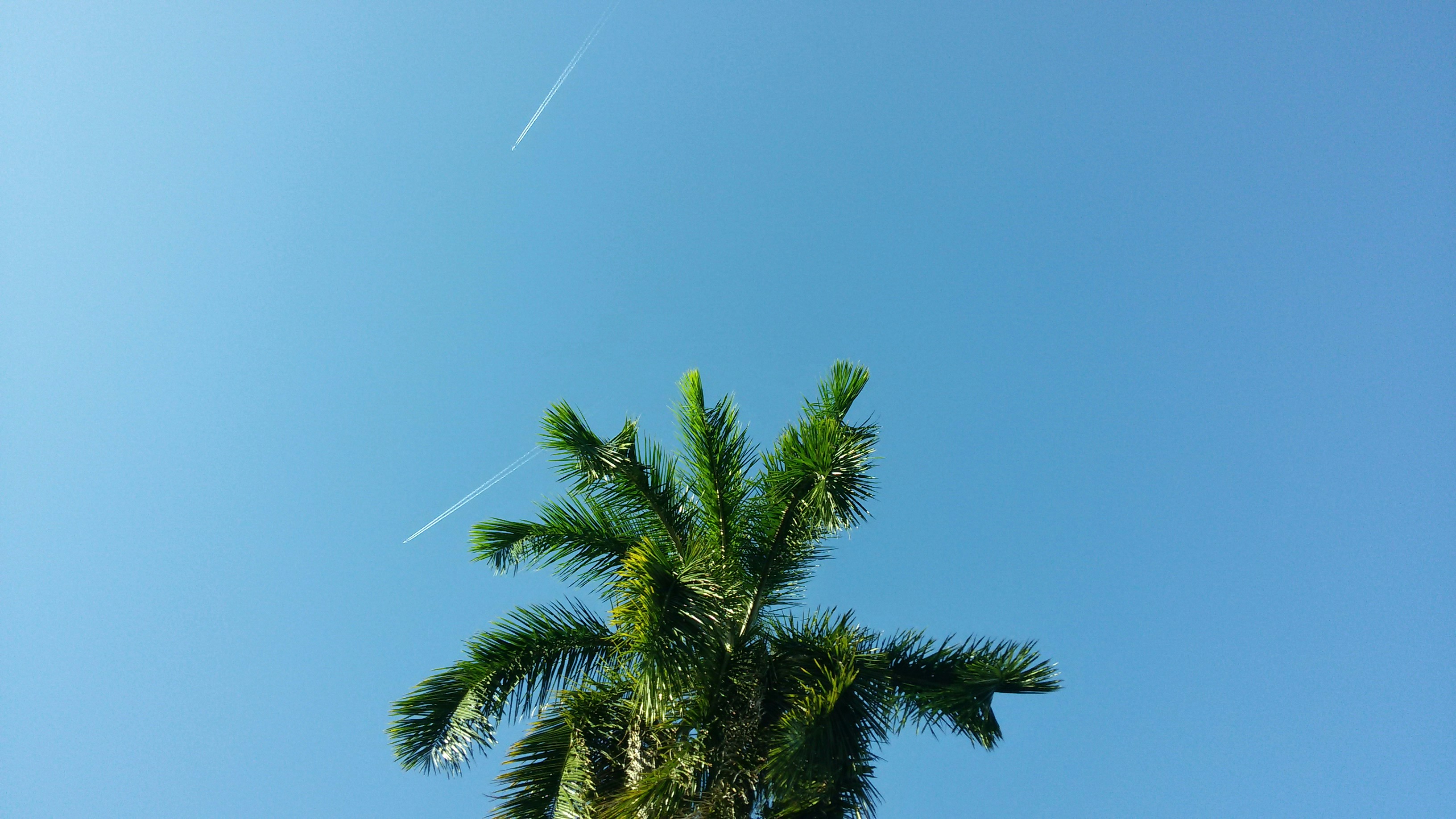 Soaring Heights: Palm and Vapor Trails