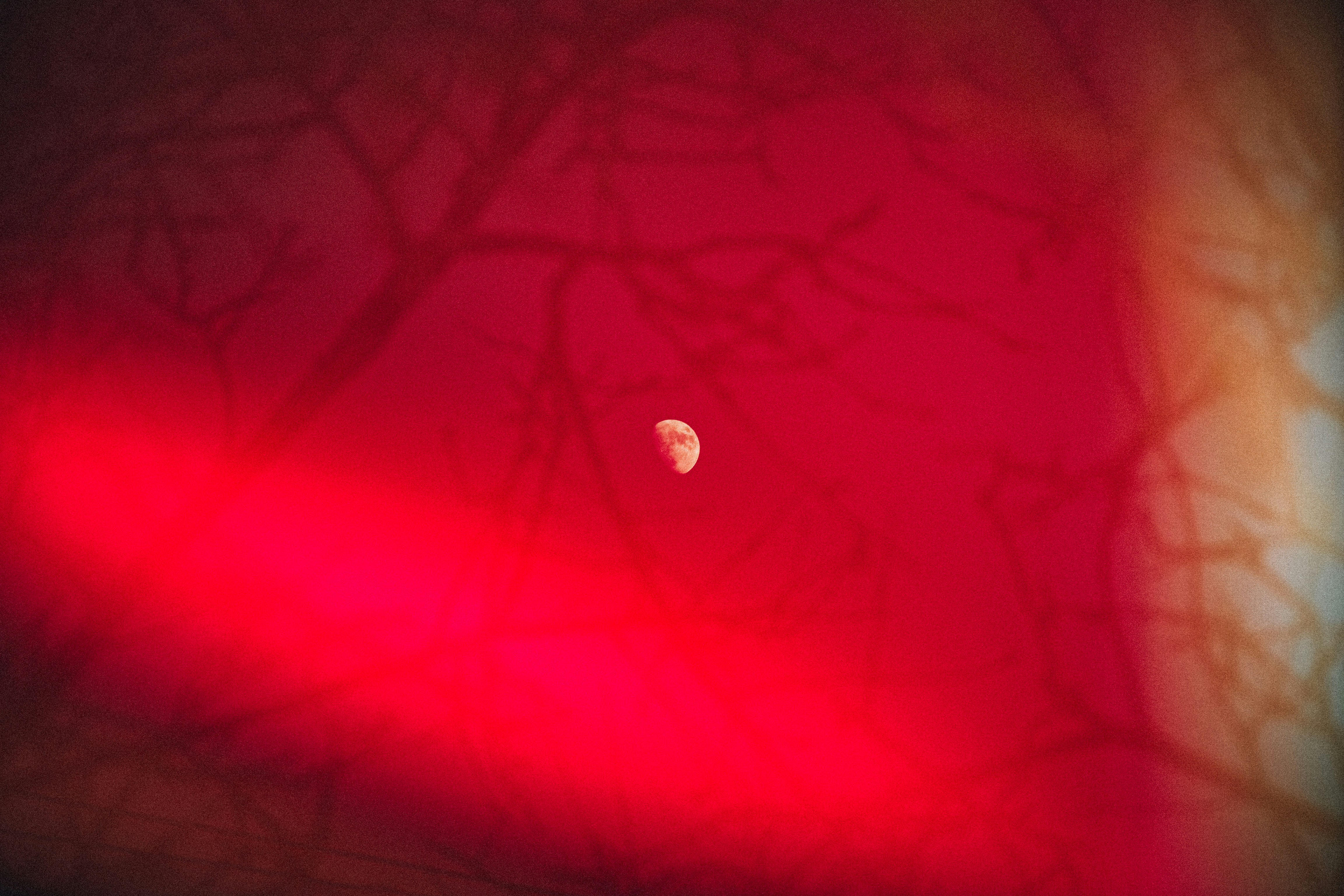 Crimson Veil Over a Moonlit Canopy