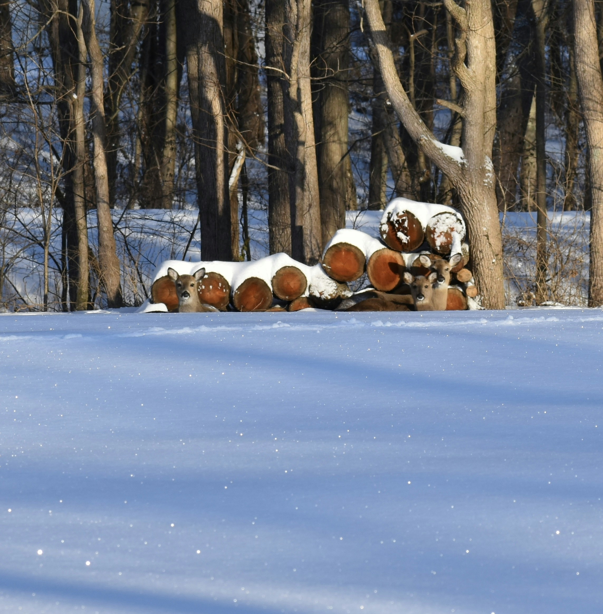 Whispering Pines: Deer Peering from a Snow-Blanketed Log Pile