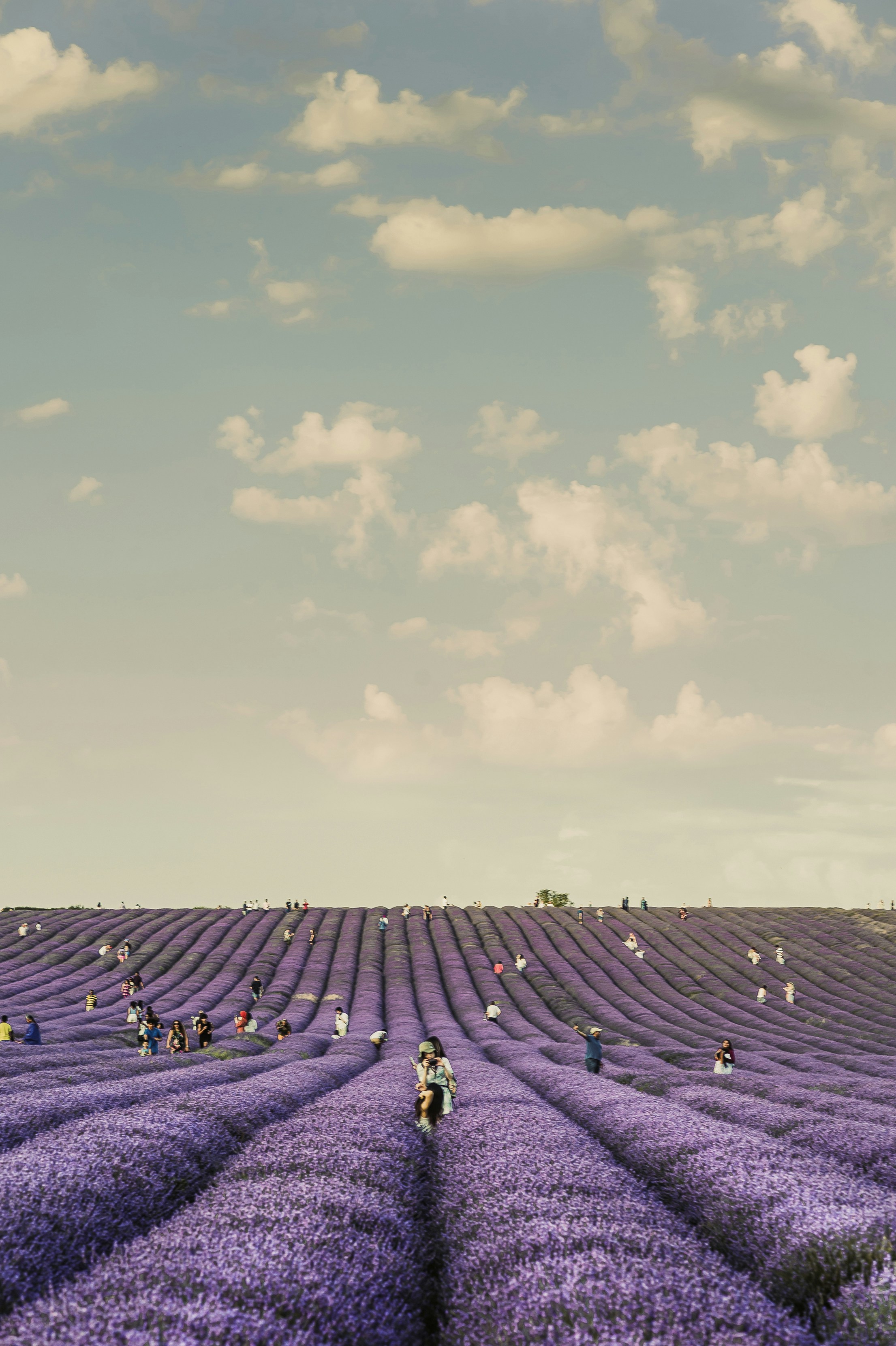People walking through expansive, blooming lavender fields under a partly cloudy sky.