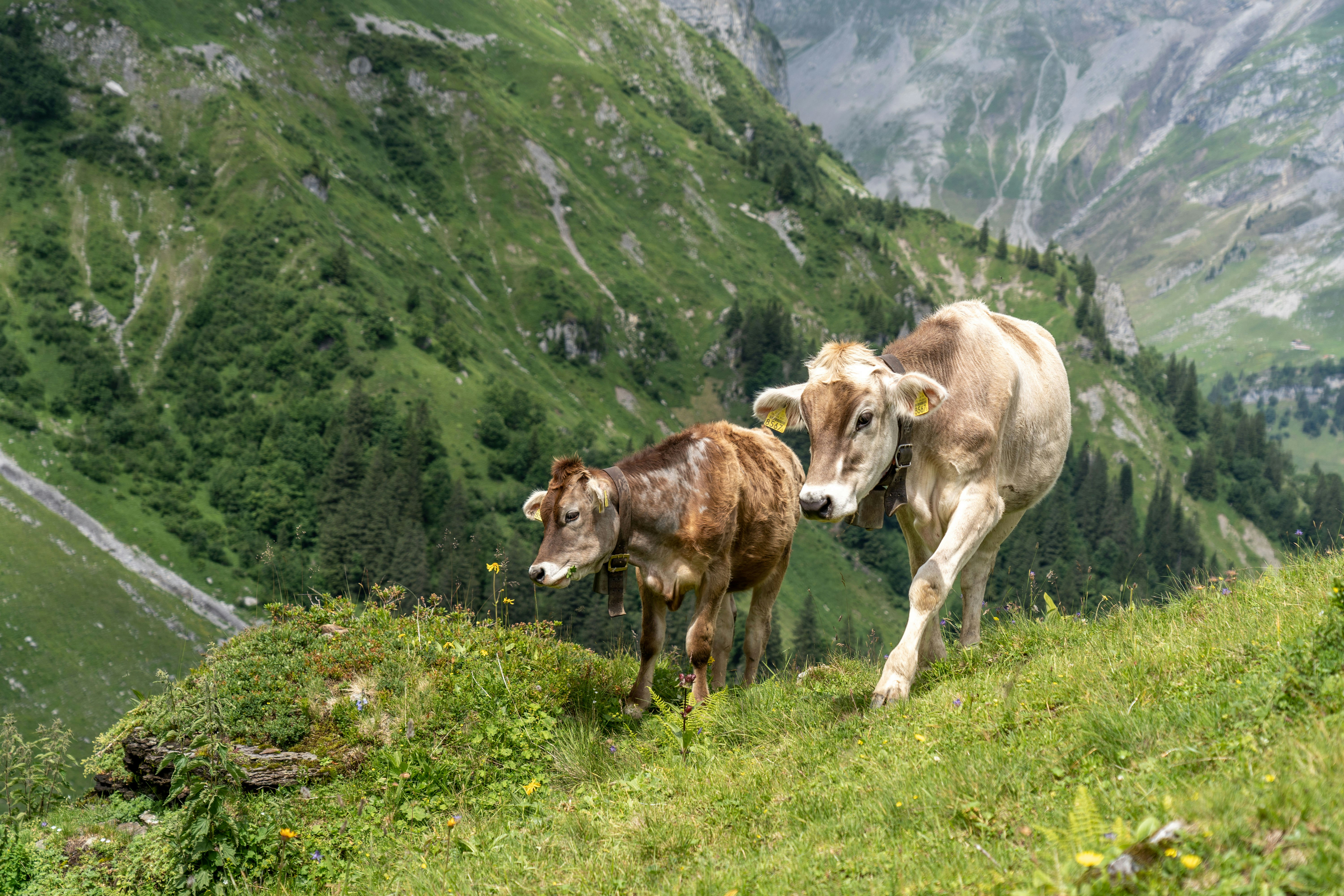 Two cows traversing a lush green hillside in the Alps, surrounded by towering mountains and dense forests.