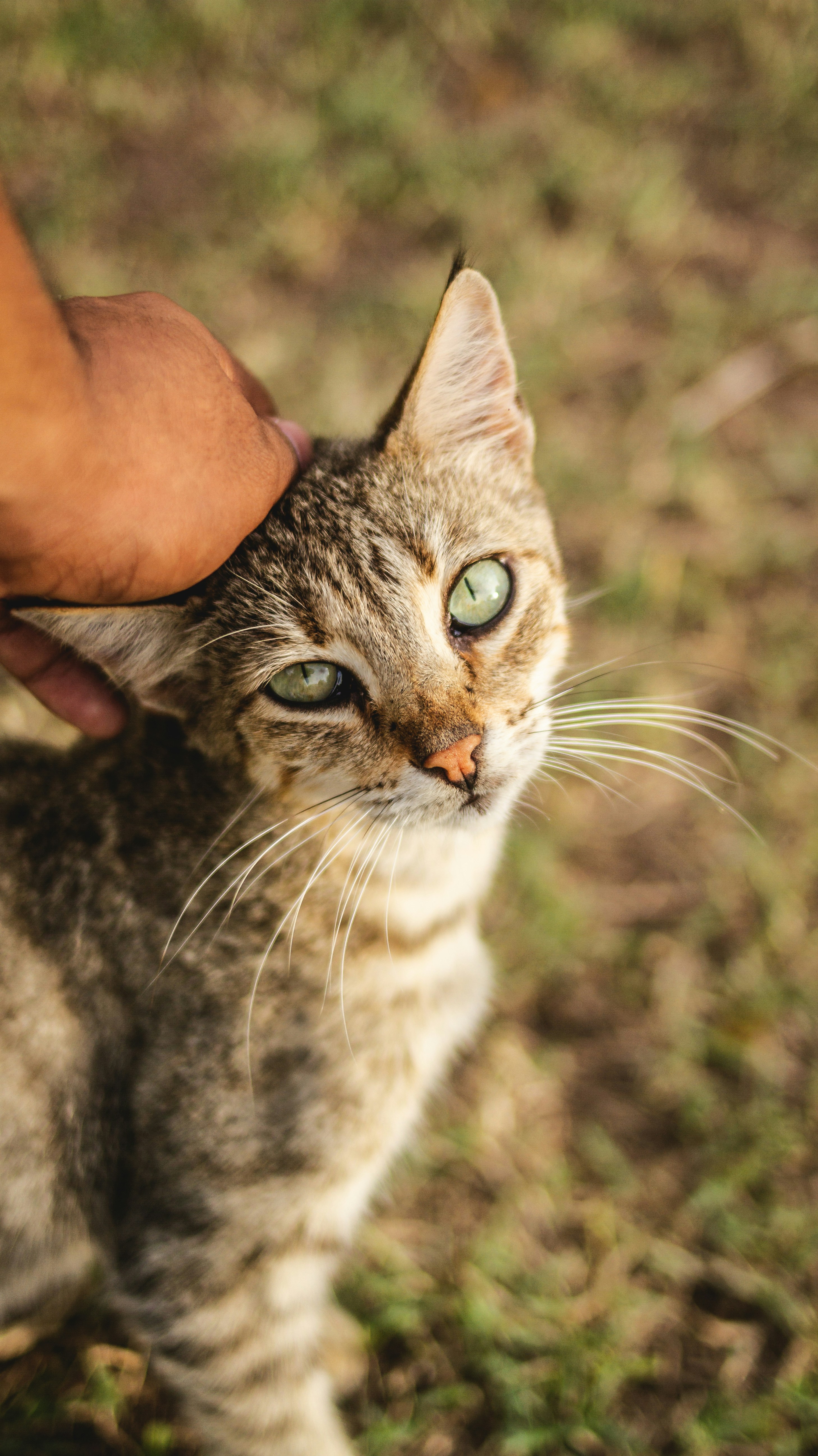 Silver Tabby She Cat