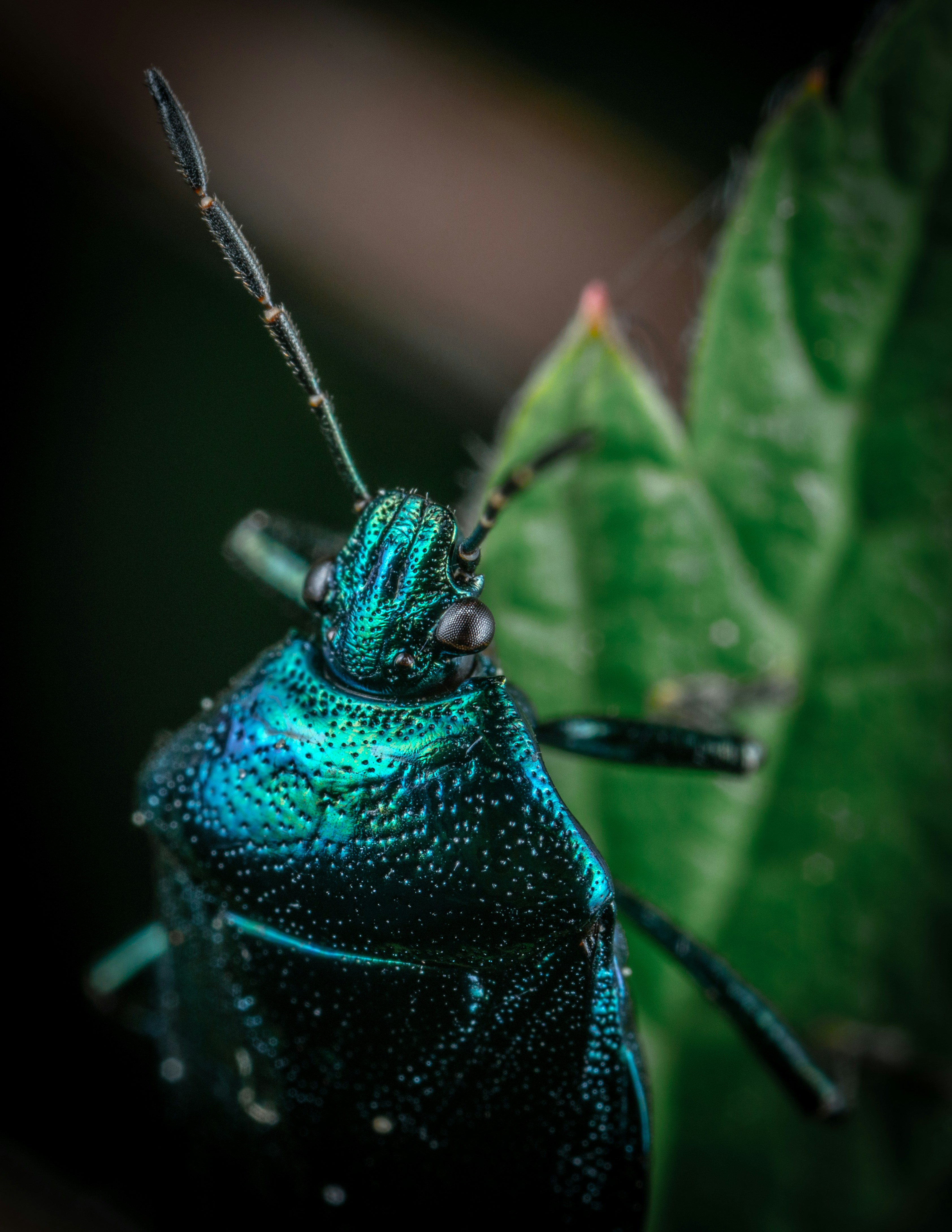 Dew-Kissed Emerald Armor: Macro Portrait of a Jewel Beetle