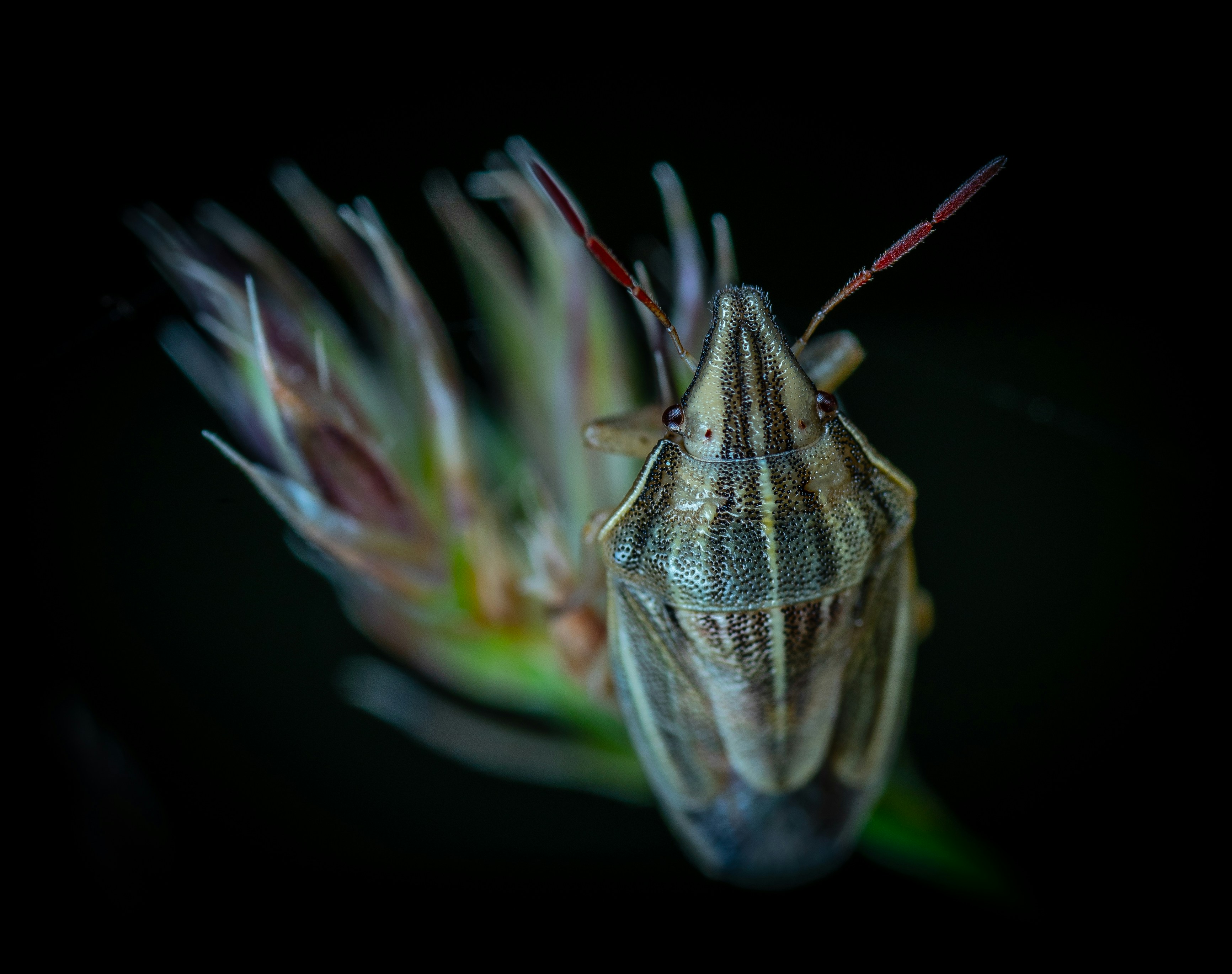 Armored Macro: Shield-backed bug on a spiky bud under velvet darkness