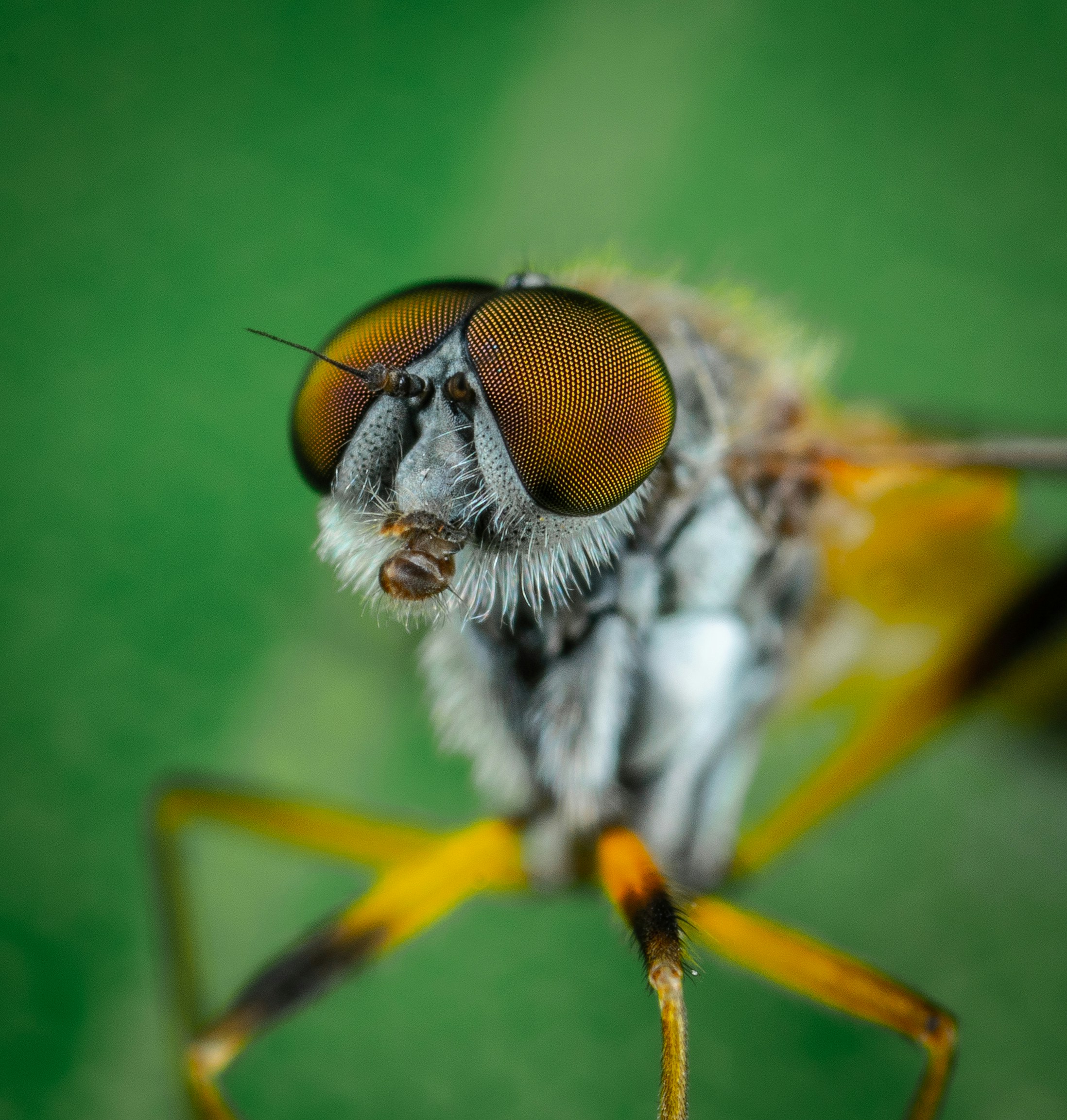 Gilded Gaze: Macro Portrait of a Hoverfly's Compound Eyes