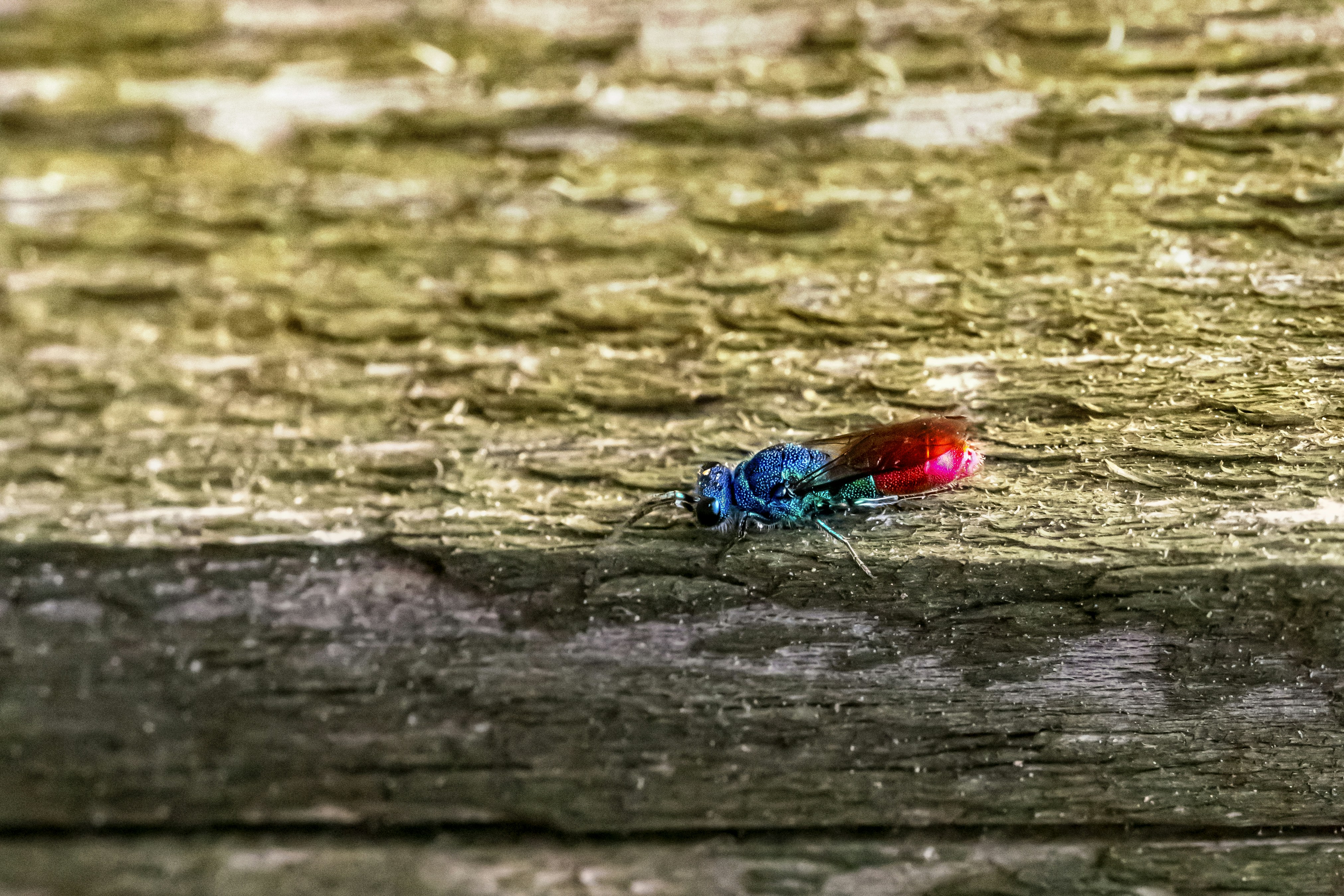 Insecte bleu et rouge sur surface en bois brun photo – Photo Rock ...