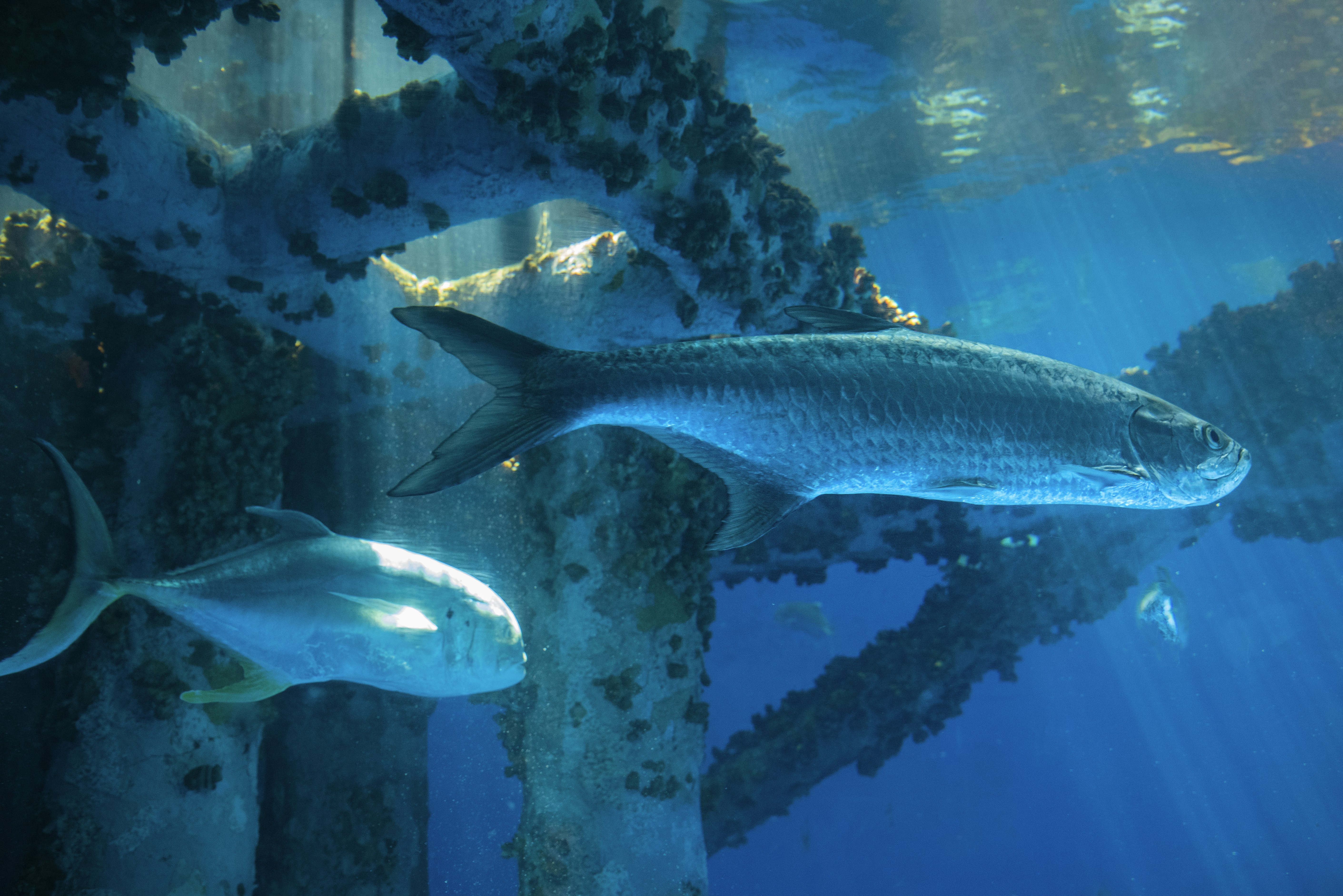 Grauer Fisch im Aquarium Foto – Kostenloses Bild zum Thema Wasser auf ...