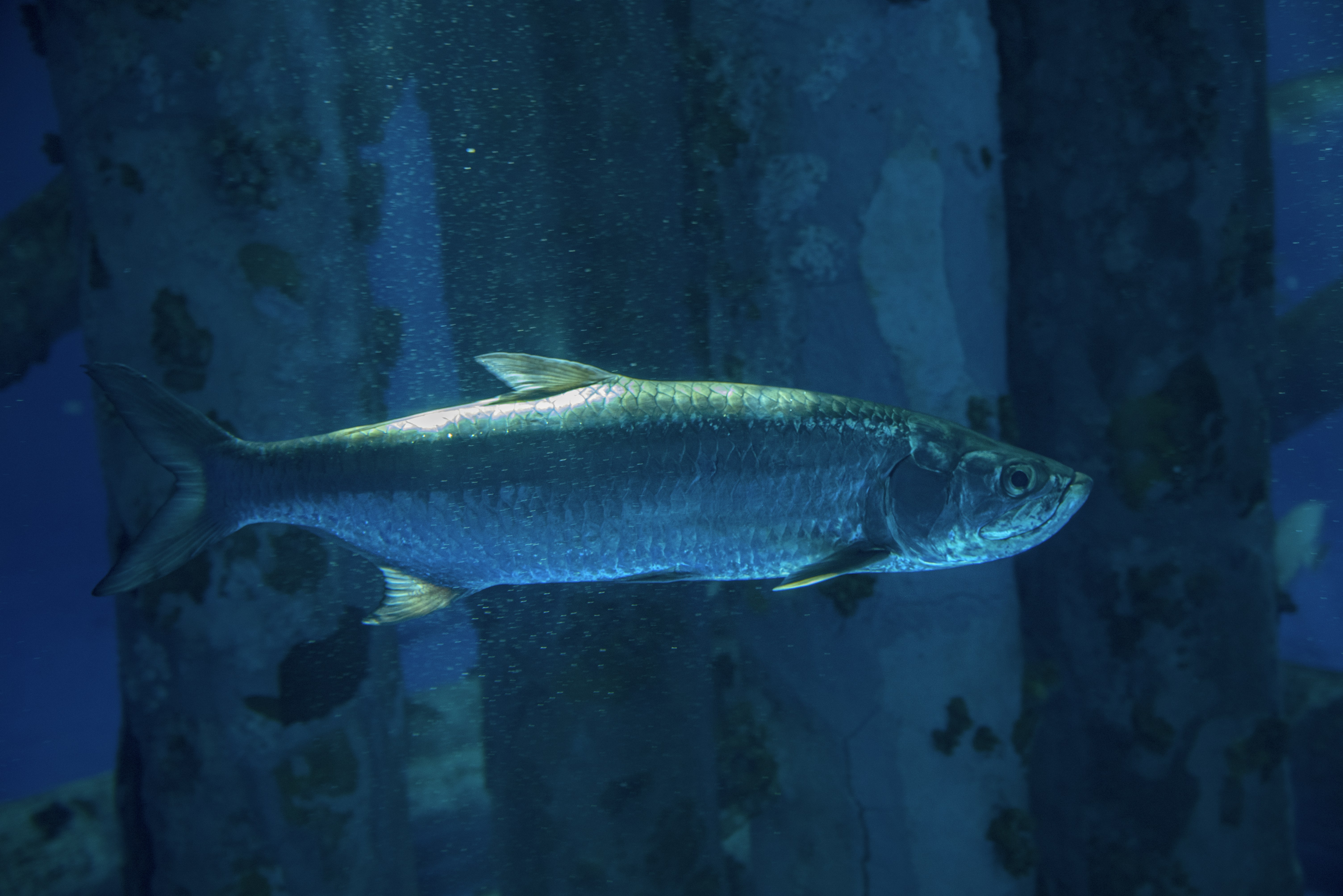 Grey fish in fish tank photo – Free Fish Image on Unsplash